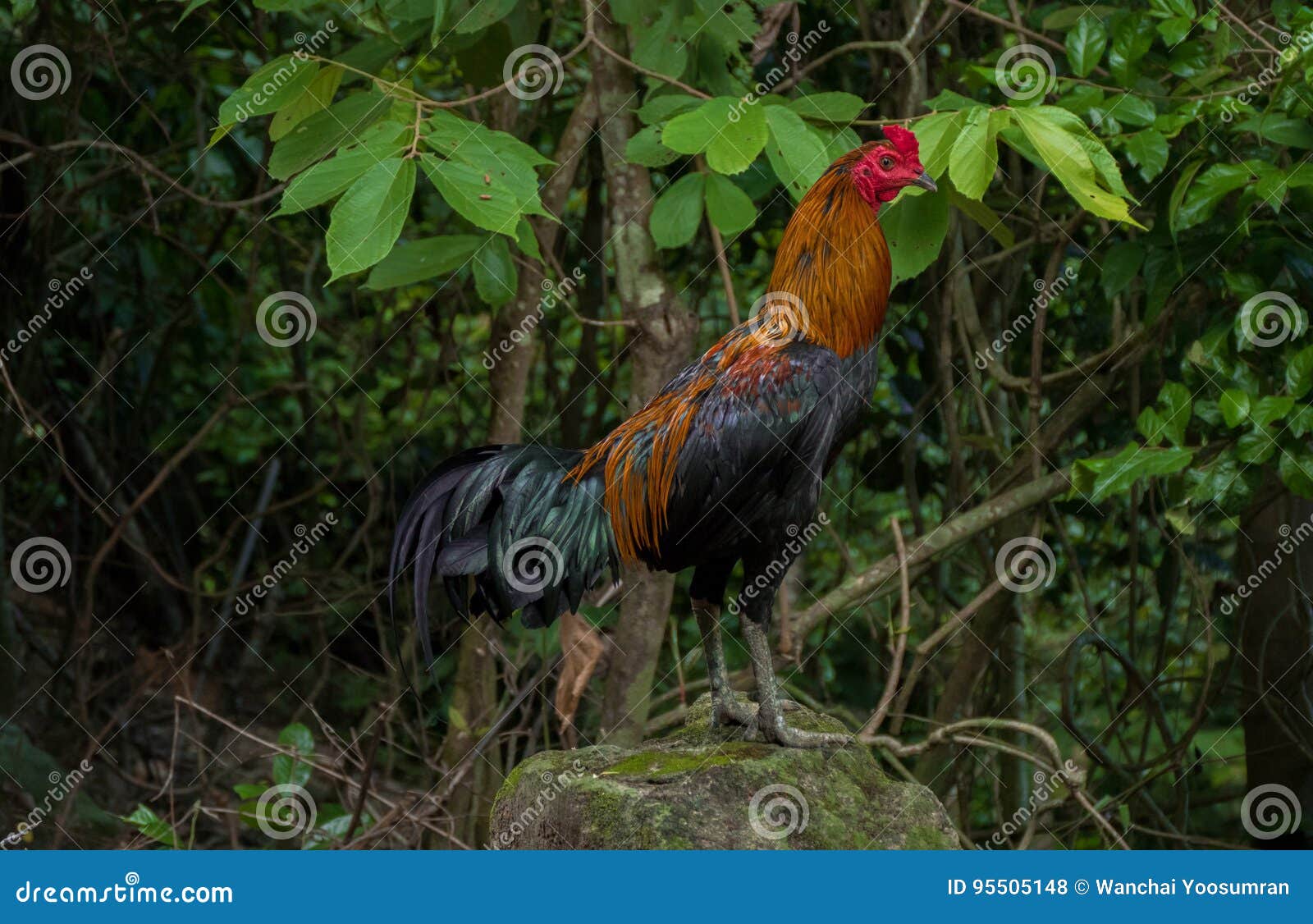 Roster, chicken rooster stock photo. Image of elegant - 95505148
