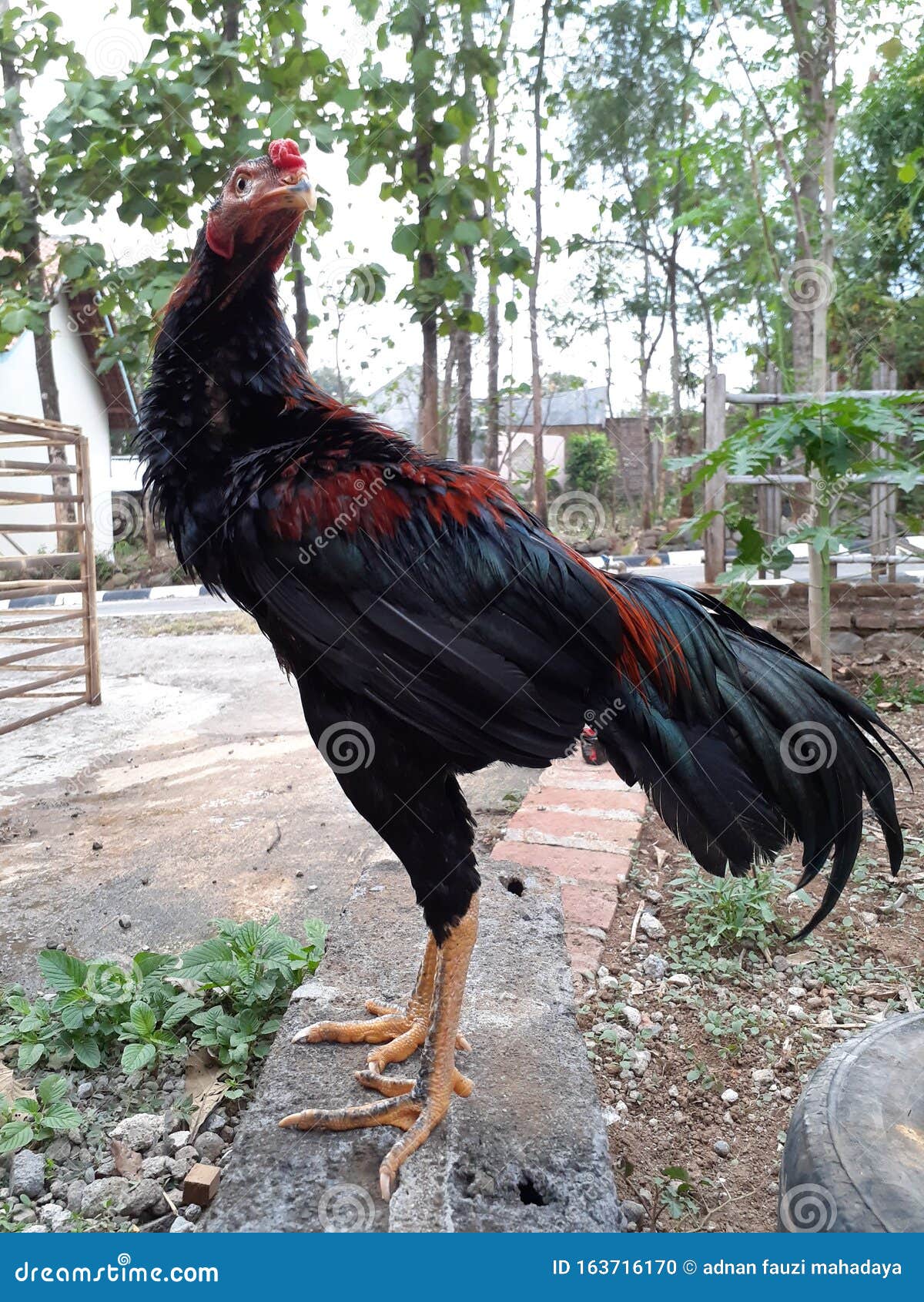 Roster fighter standing stock photo. Image of fighter - 163716170