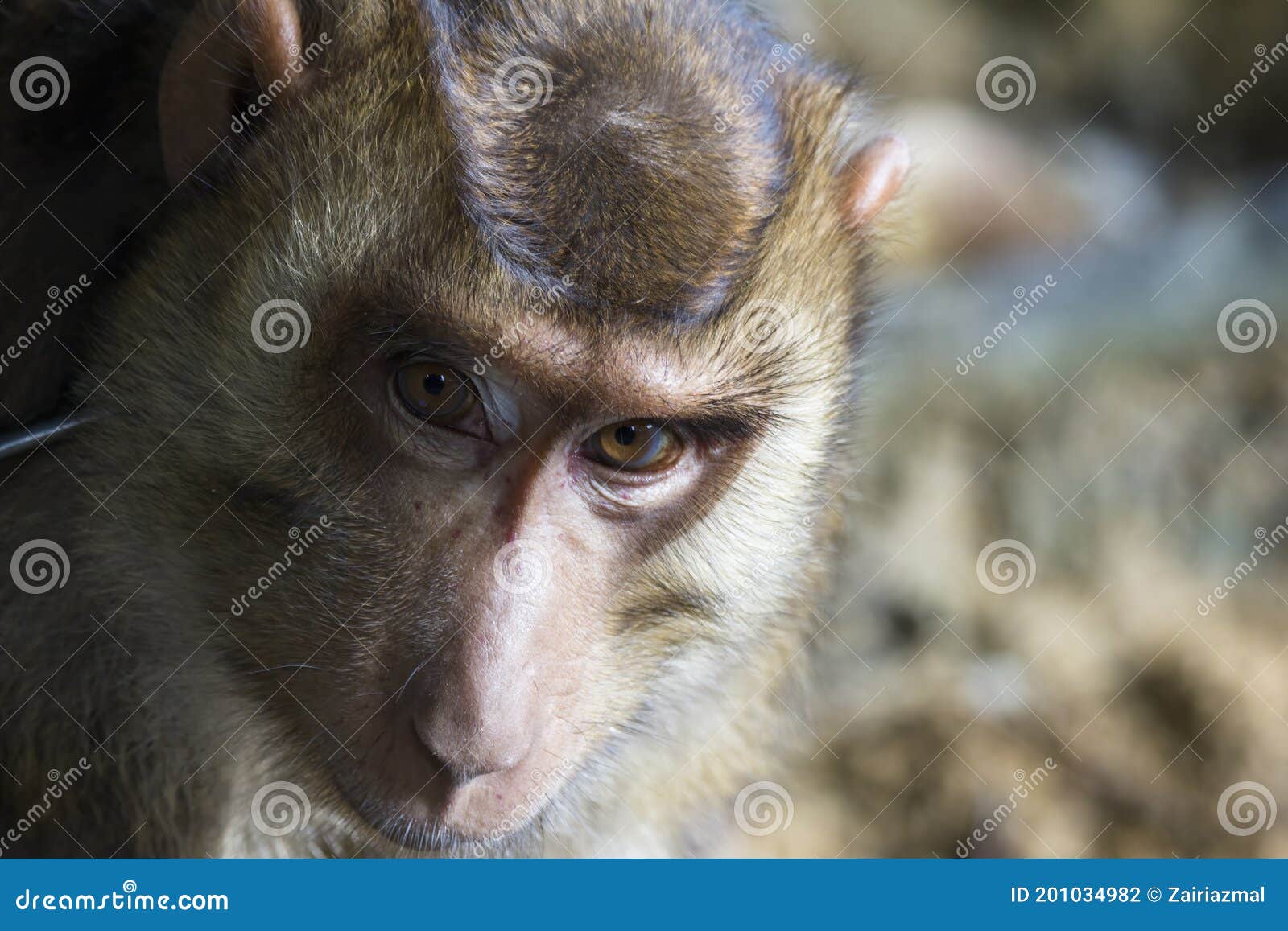 Rosto Retrato De Um Macaco Comum Foto de Stock - Imagem de marrom ...