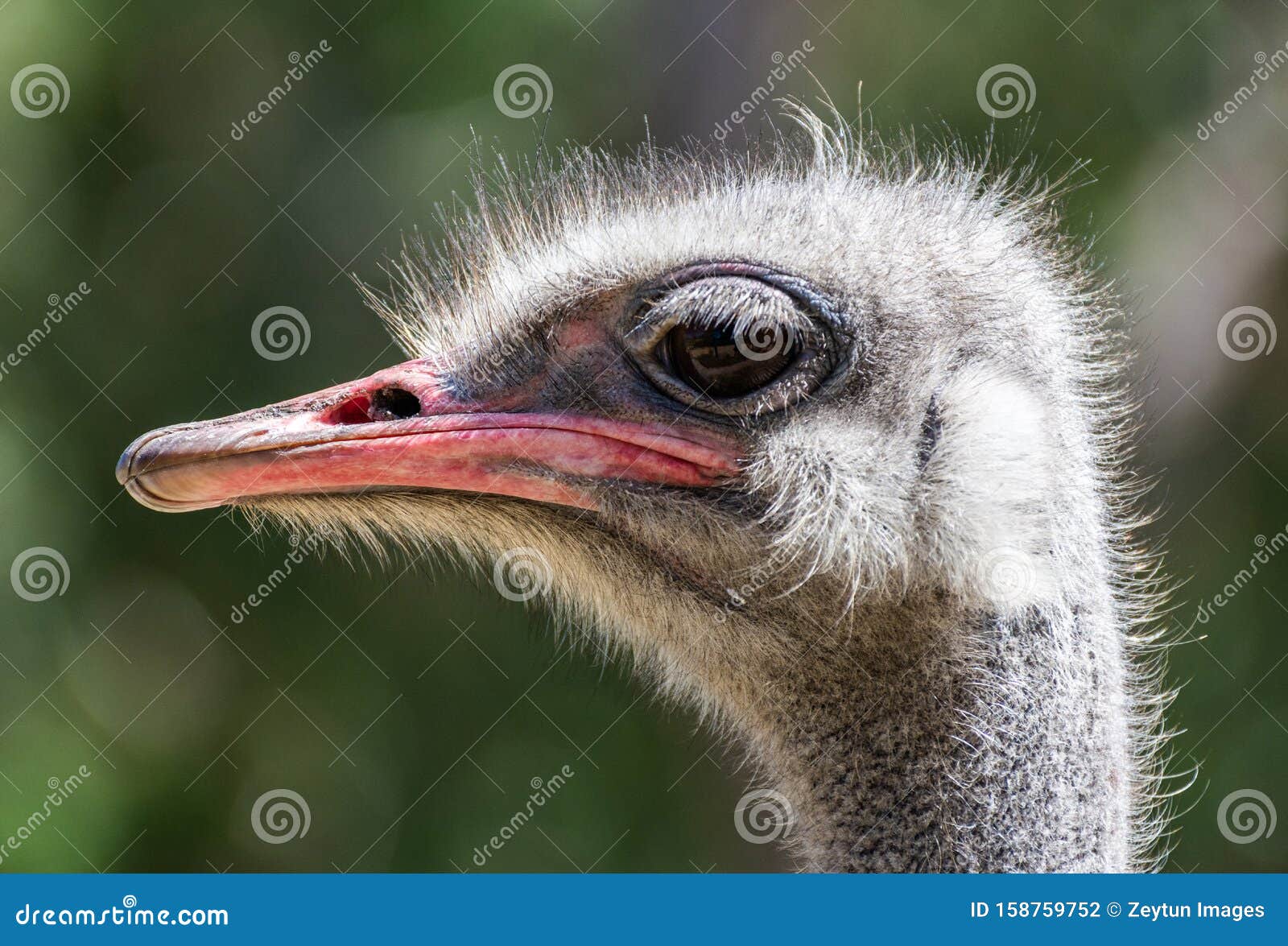 Rostrich Struthio camelus stock foto. Image of vliegtuigpiloot - 158759752