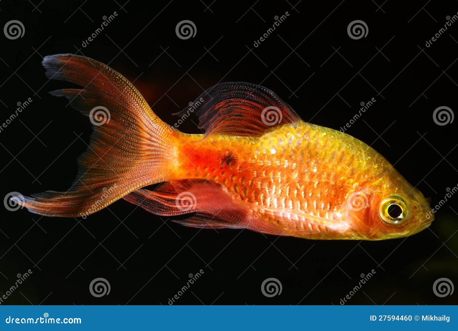 1,607 Subtropical Fish Photos - Free & Royalty-Free Stock Photos from ...