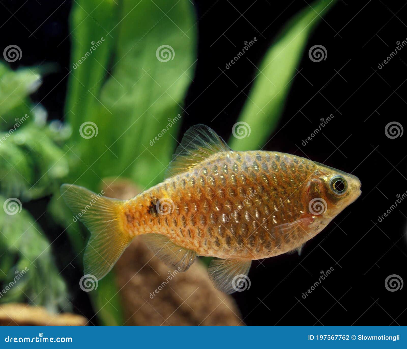Rosy Barb, Puntius Conchonius Foto de archivo - Imagen de planta ...
