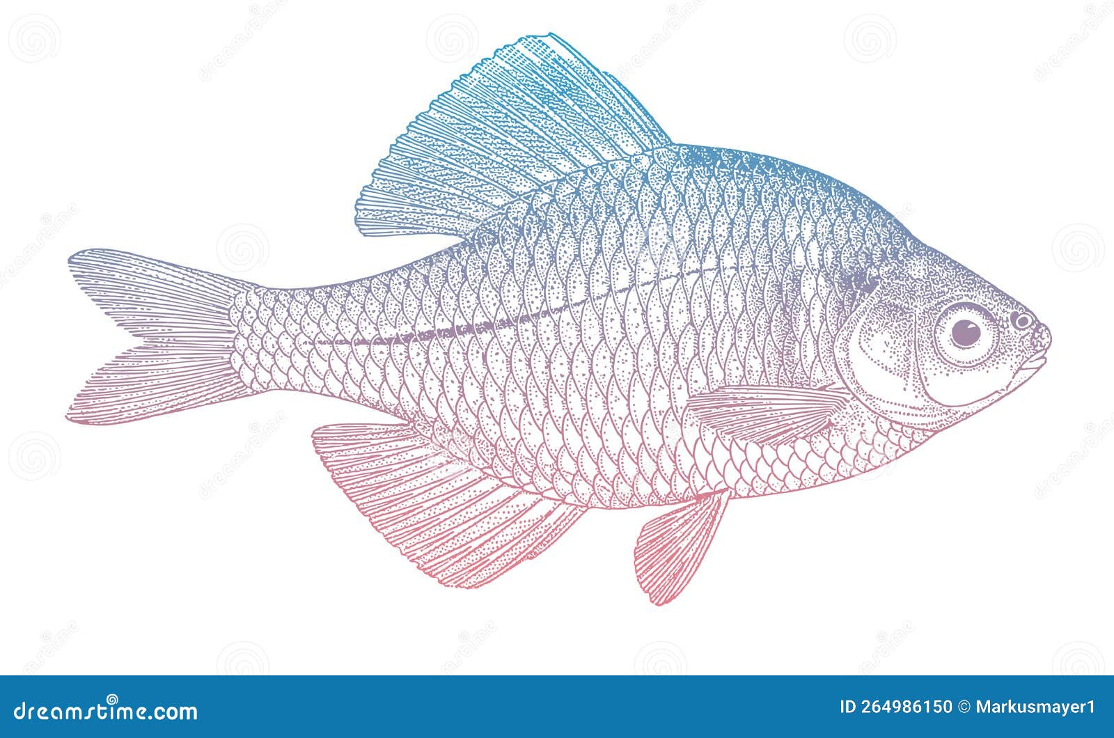 Rosy Bitterling Rhodeus Ocellatus Stock Vector - Illustration of animal ...