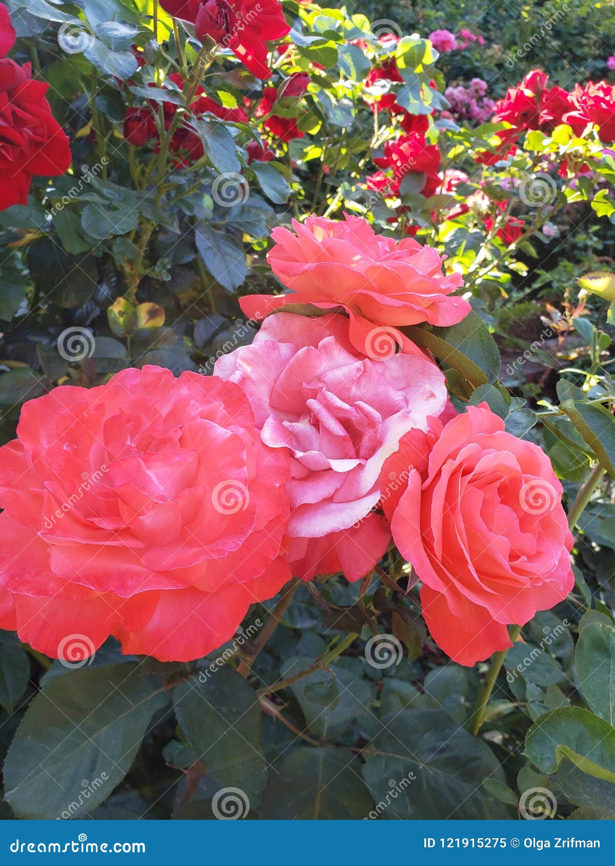 Rosy bush stock image. Image of time, roses, bush, summer - 121915275