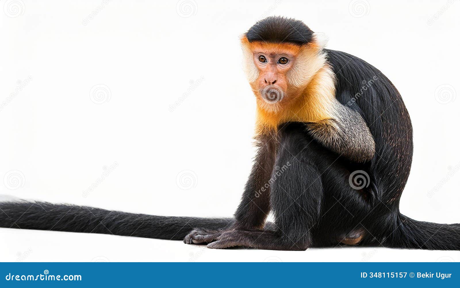 The Rosy-Cheeked Monkey, Isolated On A White Background. Royalty-Free ...