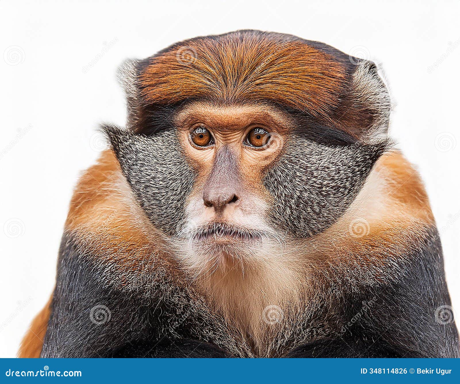 The Rosy-Cheeked Monkey, Isolated On A White Background. Stock Image ...