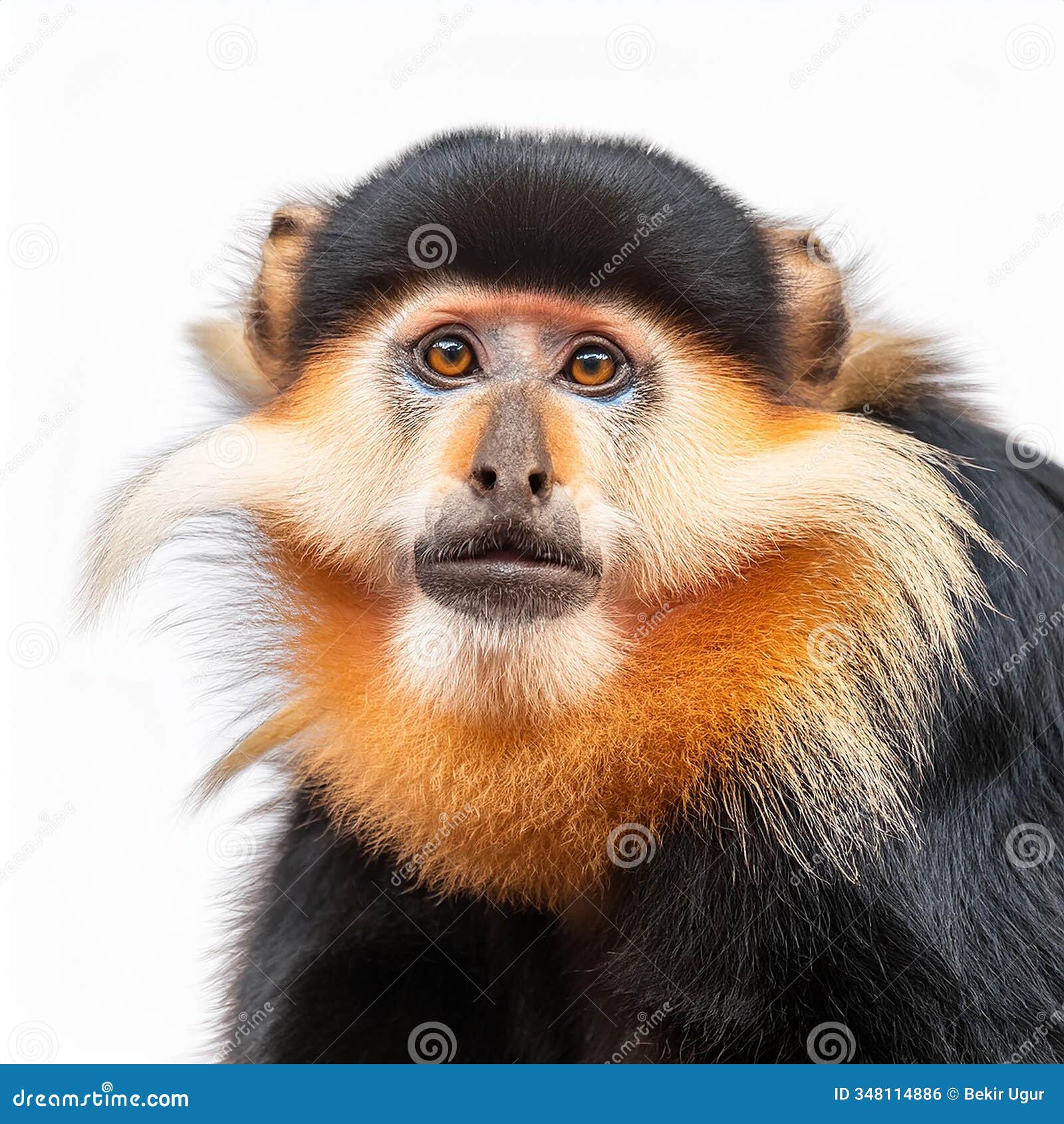 The Rosy-Cheeked Monkey, Isolated On A White Background. Royalty-Free ...