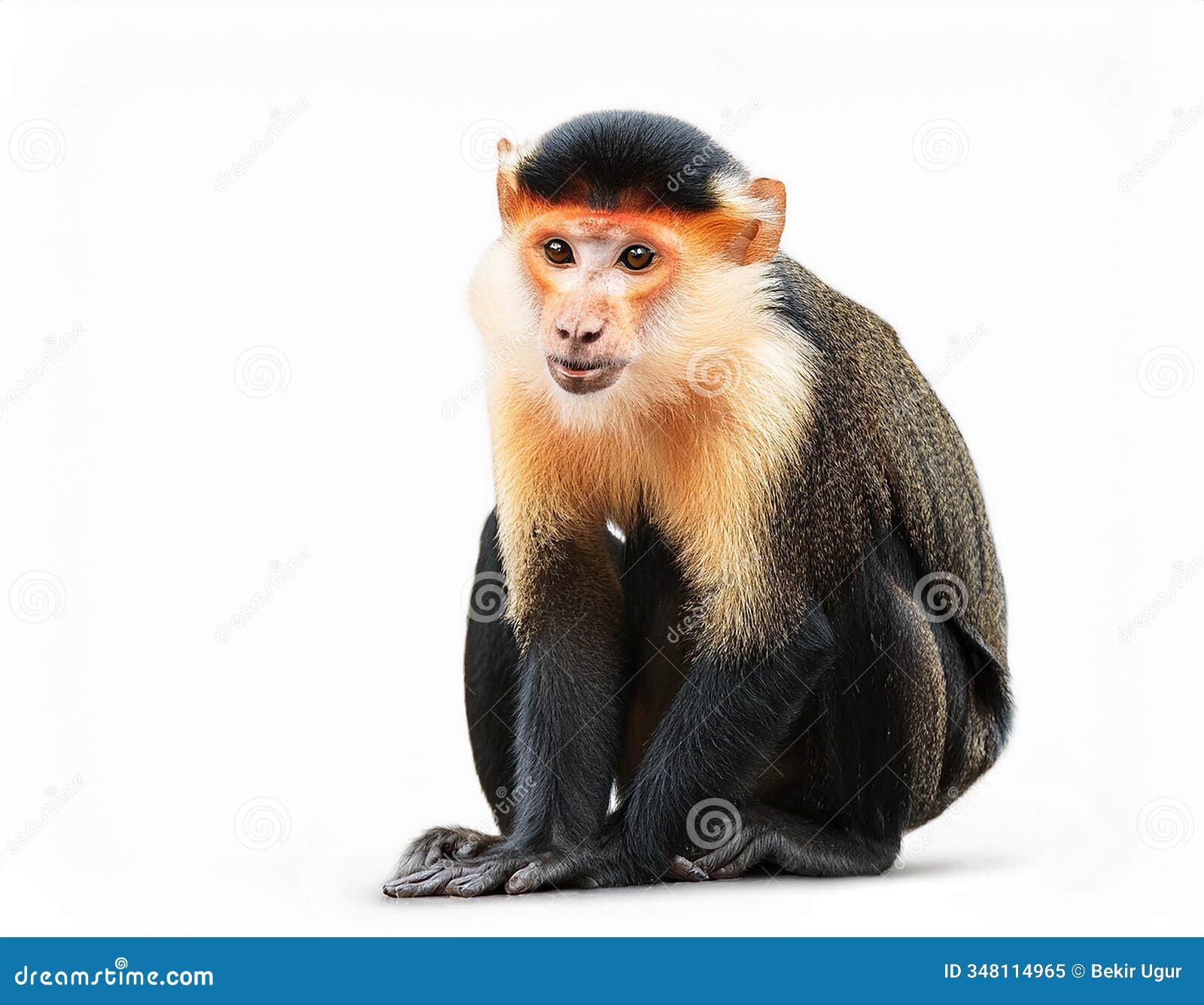 The Rosy-Cheeked Monkey, Isolated On A White Background. Royalty-Free ...