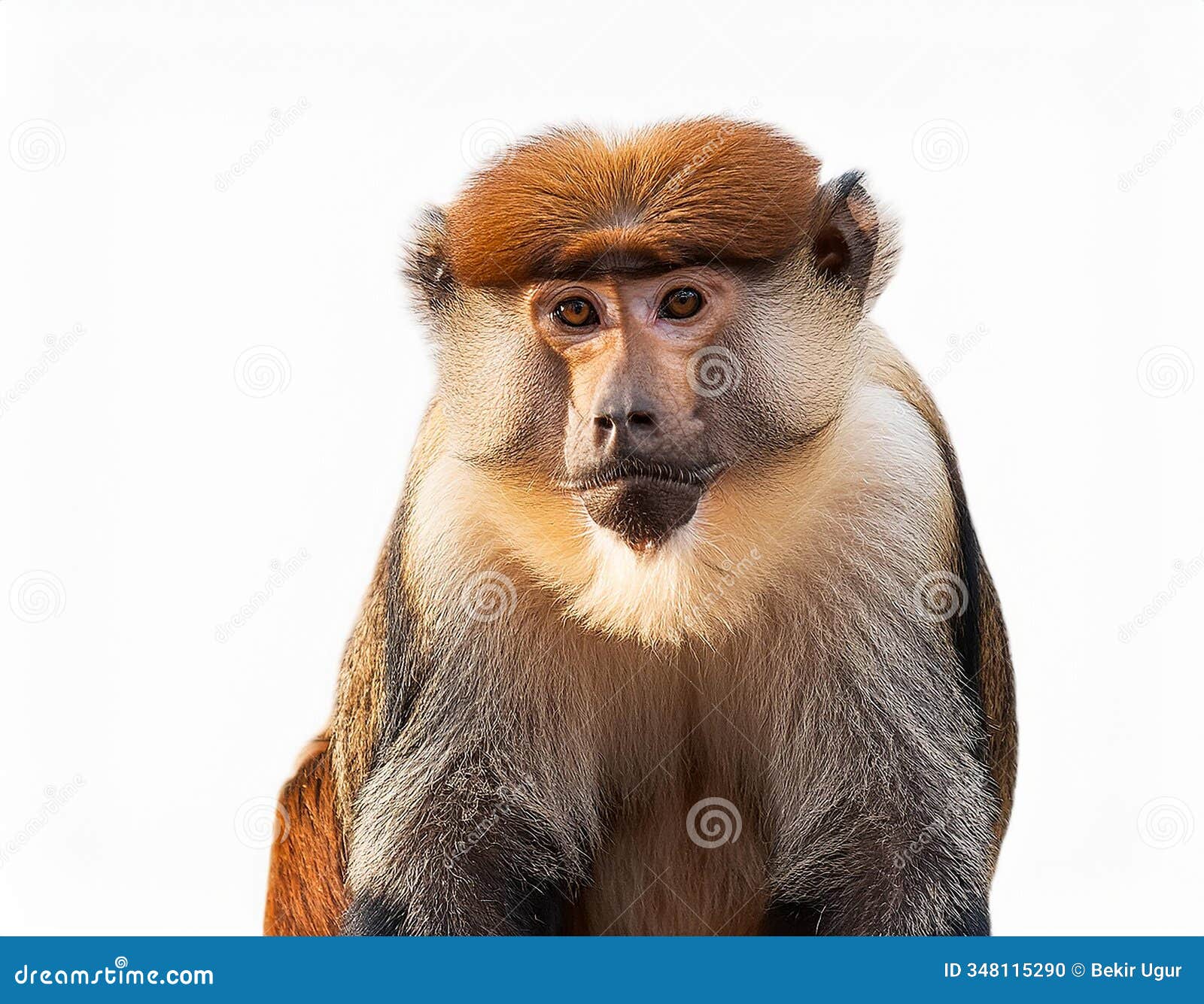 The Rosy-Cheeked Monkey, Isolated On A White Background. Stock Photo ...