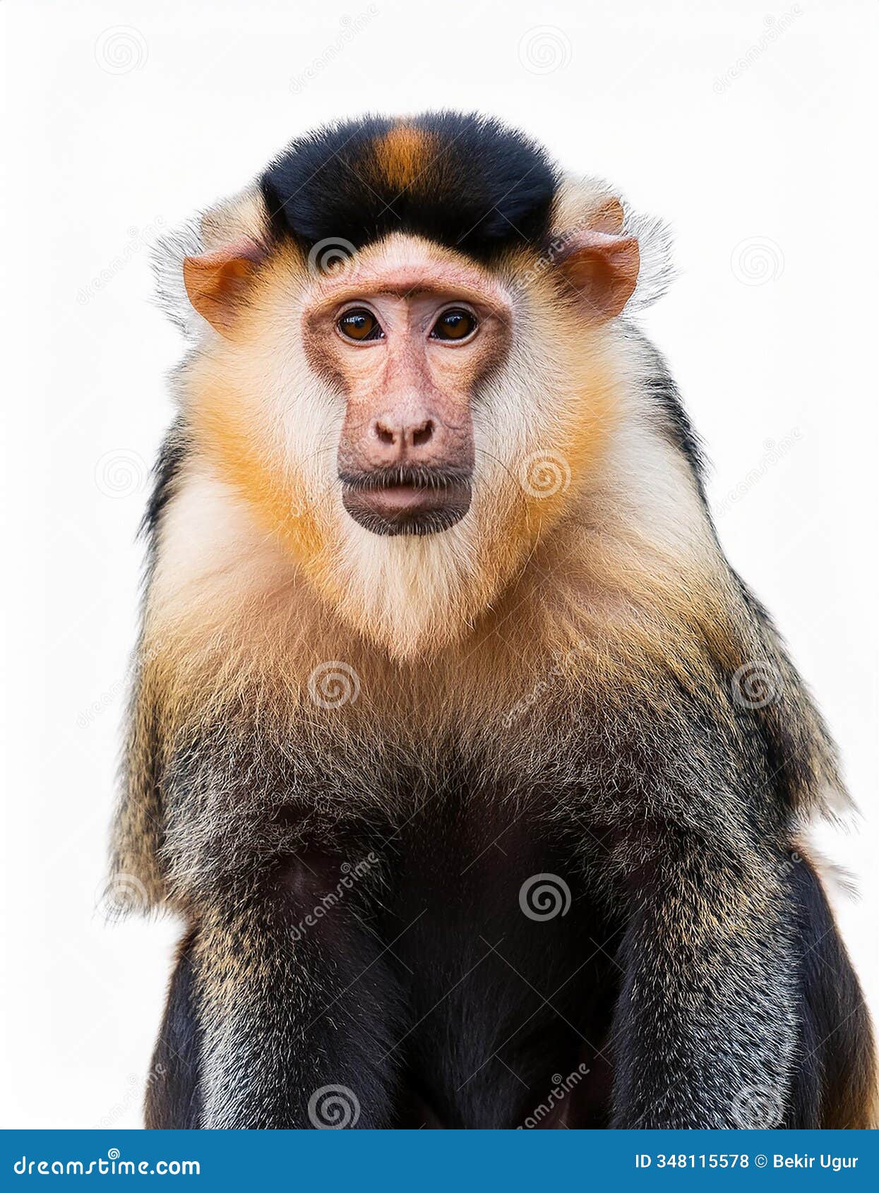 The Rosy-Cheeked Monkey, Isolated On A White Background. Royalty-Free ...