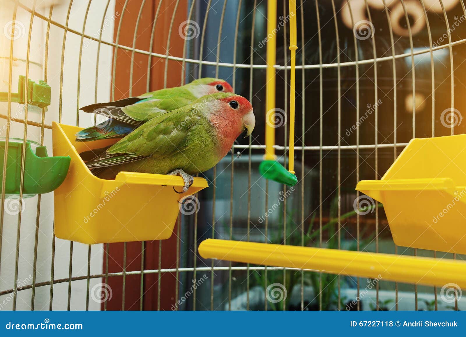 Rosy Faced Lovebird parrot stock photo. Image of pets - 67227118