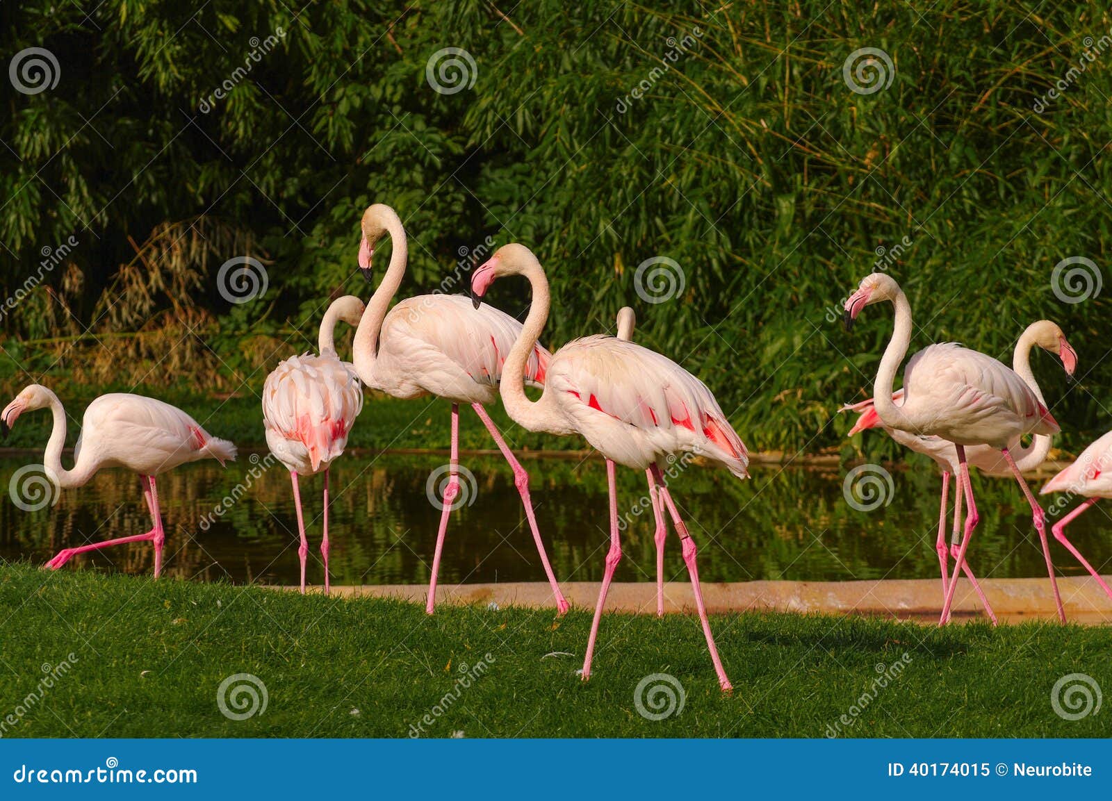 Rosy Flamingo at the Spring Lake Stock Image - Image of autumn ...