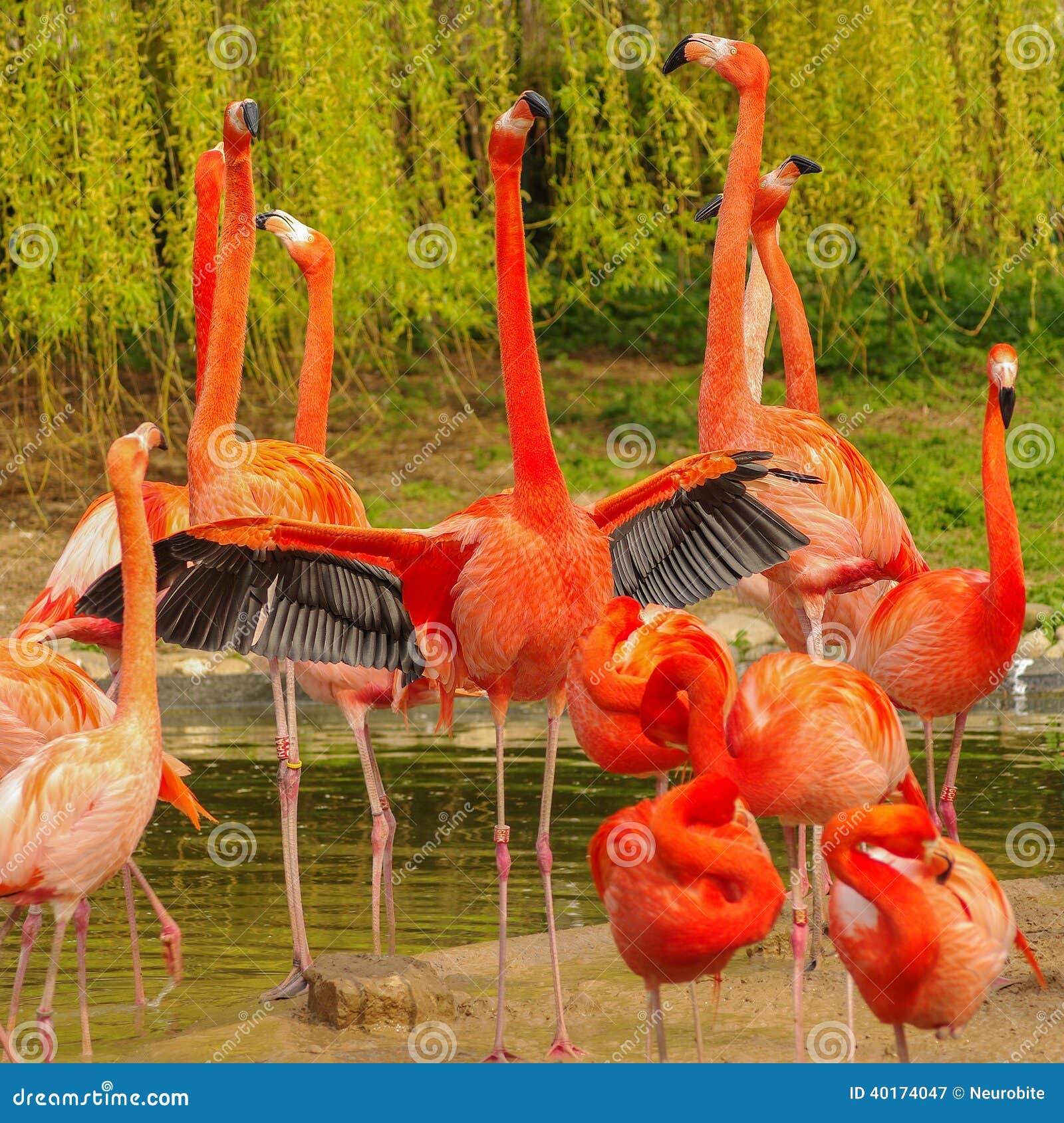 Rosy Flamingo at the Spring Lake Stock Image - Image of avian, birds ...