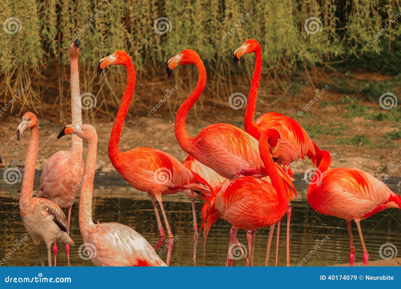 Rosy Flamingo at the Spring Lake Stock Image - Image of ...