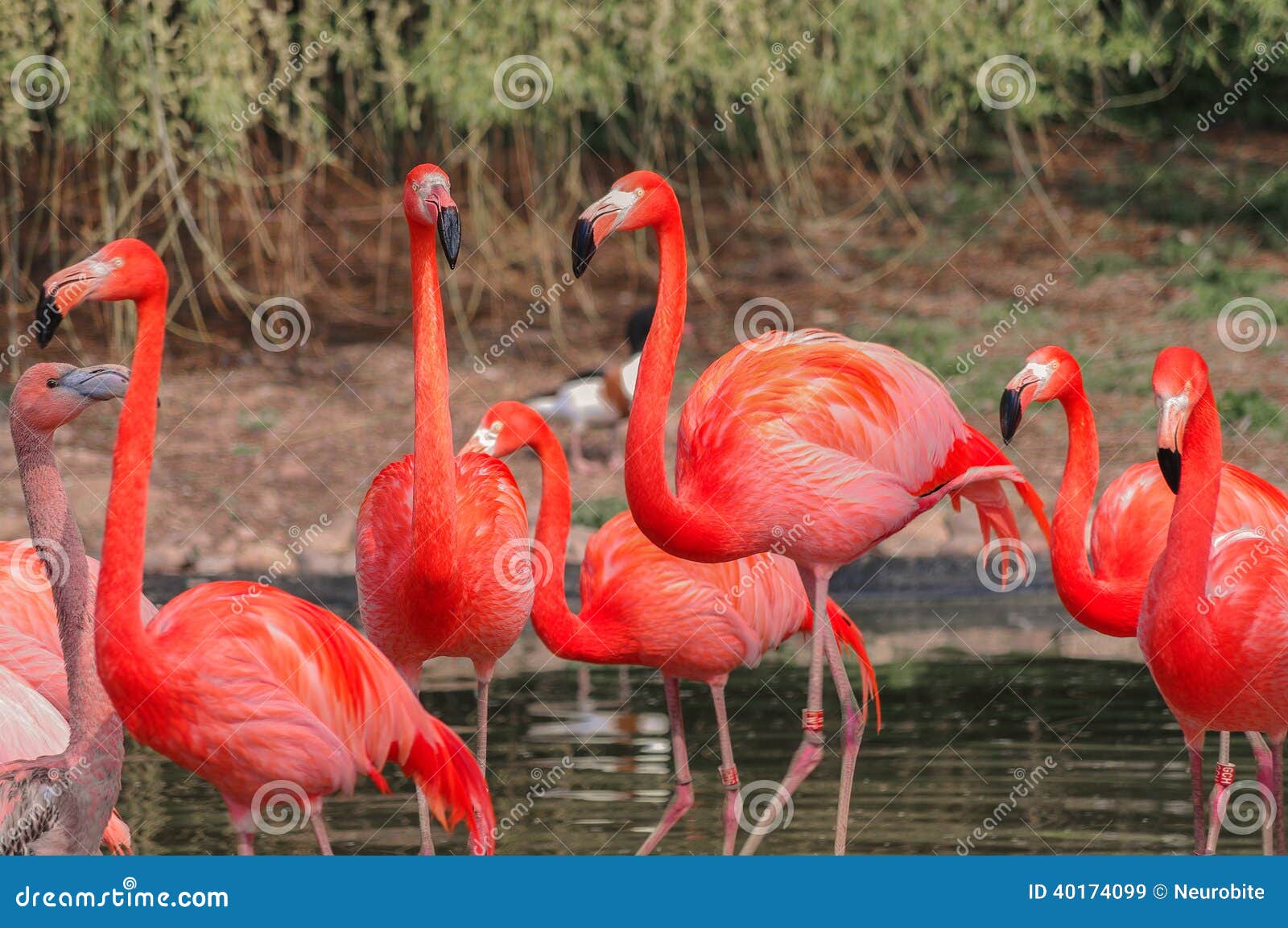 Rosy Flamingo at the Spring Lake Stock Image - Image of feather, cervix ...