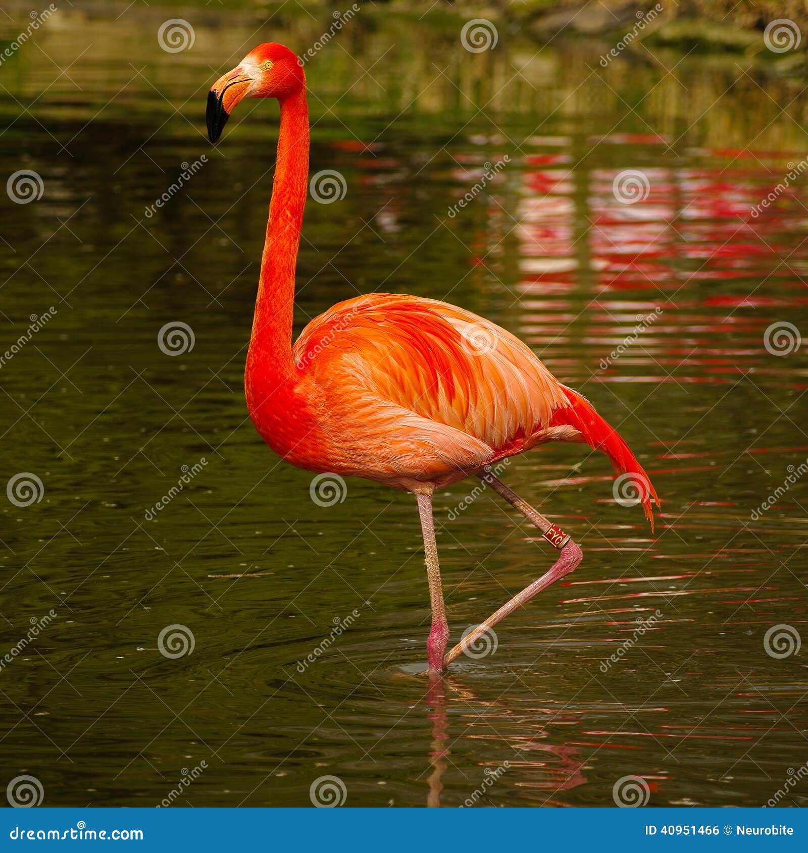 Rosy Flamingo at the Spring Lake Stock Photo - Image of park, regular ...