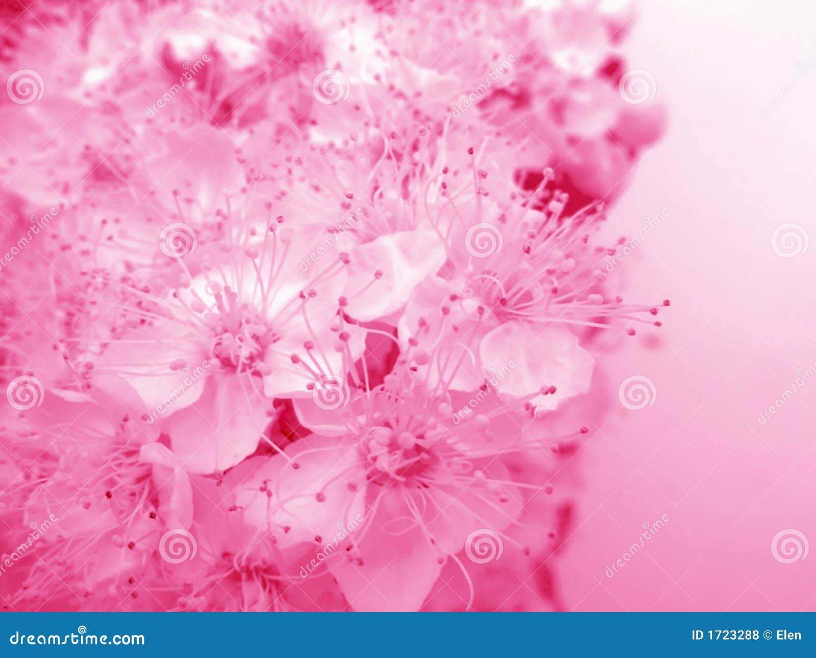 Rosy floral card stock photo. Image of greeting, petals - 1723288