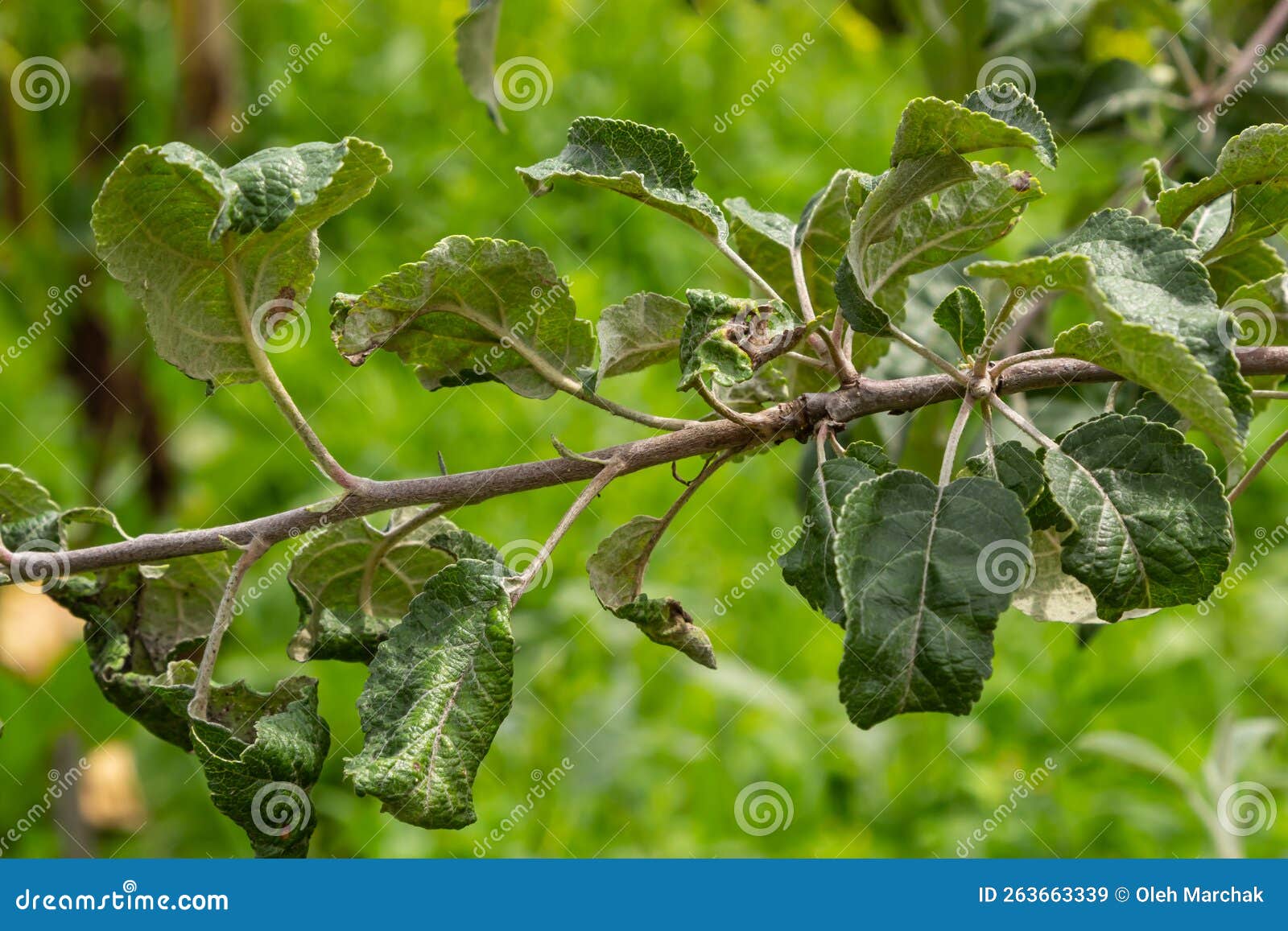Rosy Leaf-curling Apple Aphids, Dysaphis Devecta, Apple Tree Pest ...