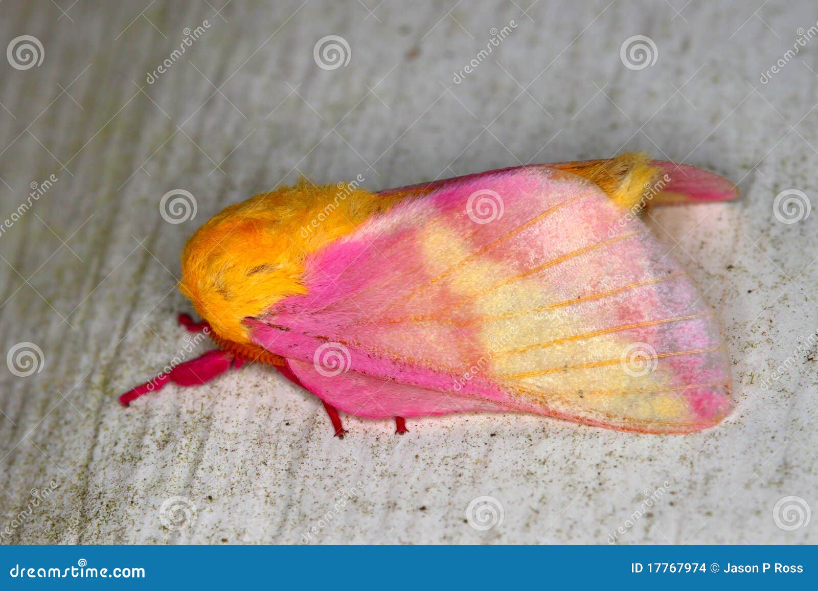 Rosy Maple Moth (Dryocampa Rubicunda) Stock Photo - Image of moth ...