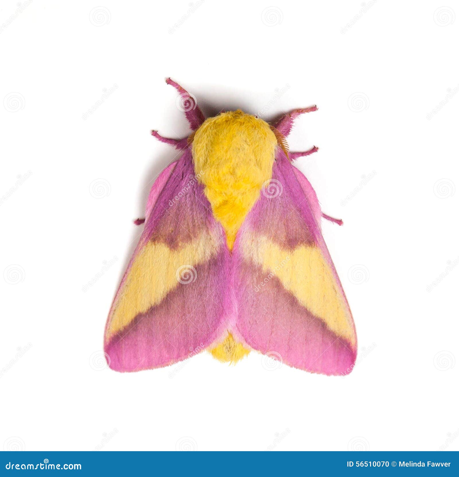 Rosy Maple Moth stock photo. Image of rosy, view, yellow - 56510070