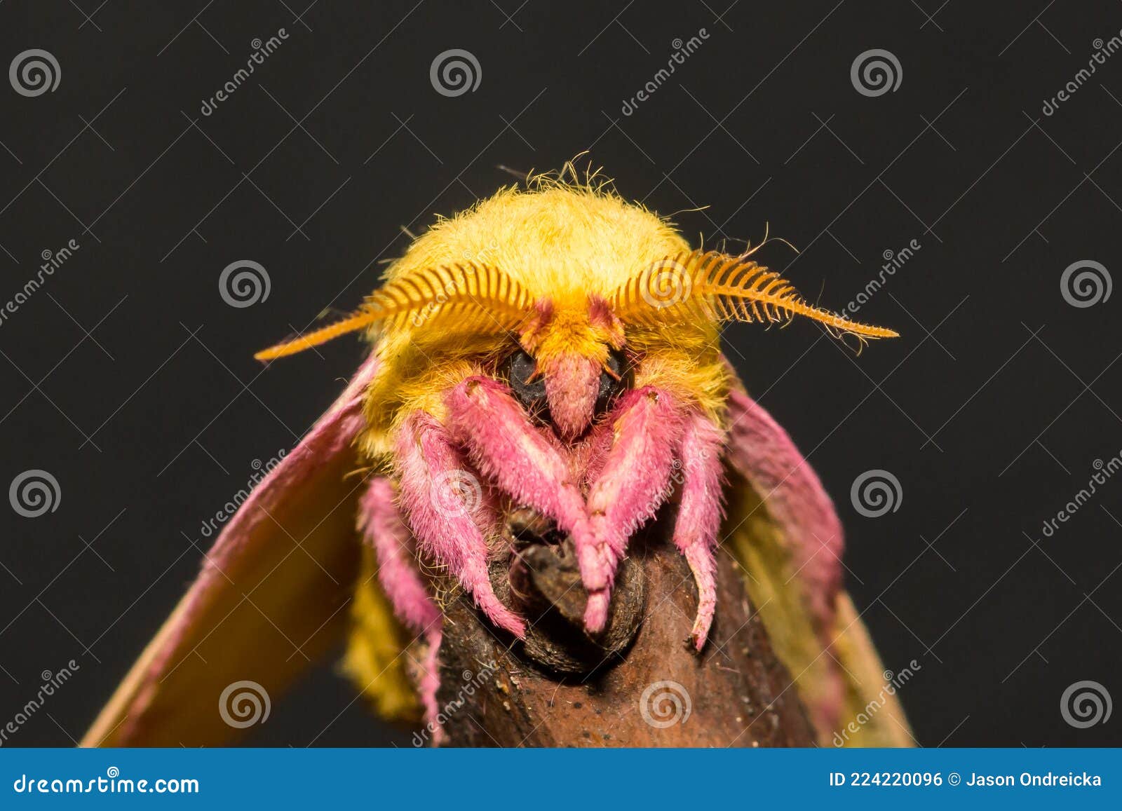 Rosy Maple Moth stock photo. Image of mimicry, adorable - 224220096