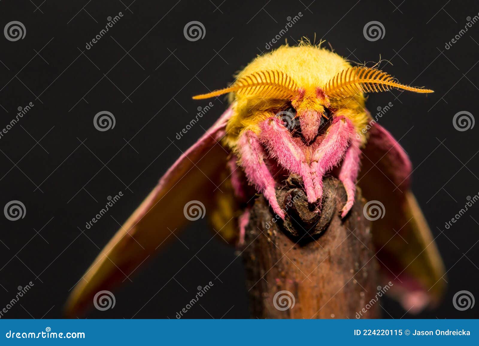 Rosy Maple Moth stock image. Image of life, maple, environmental ...