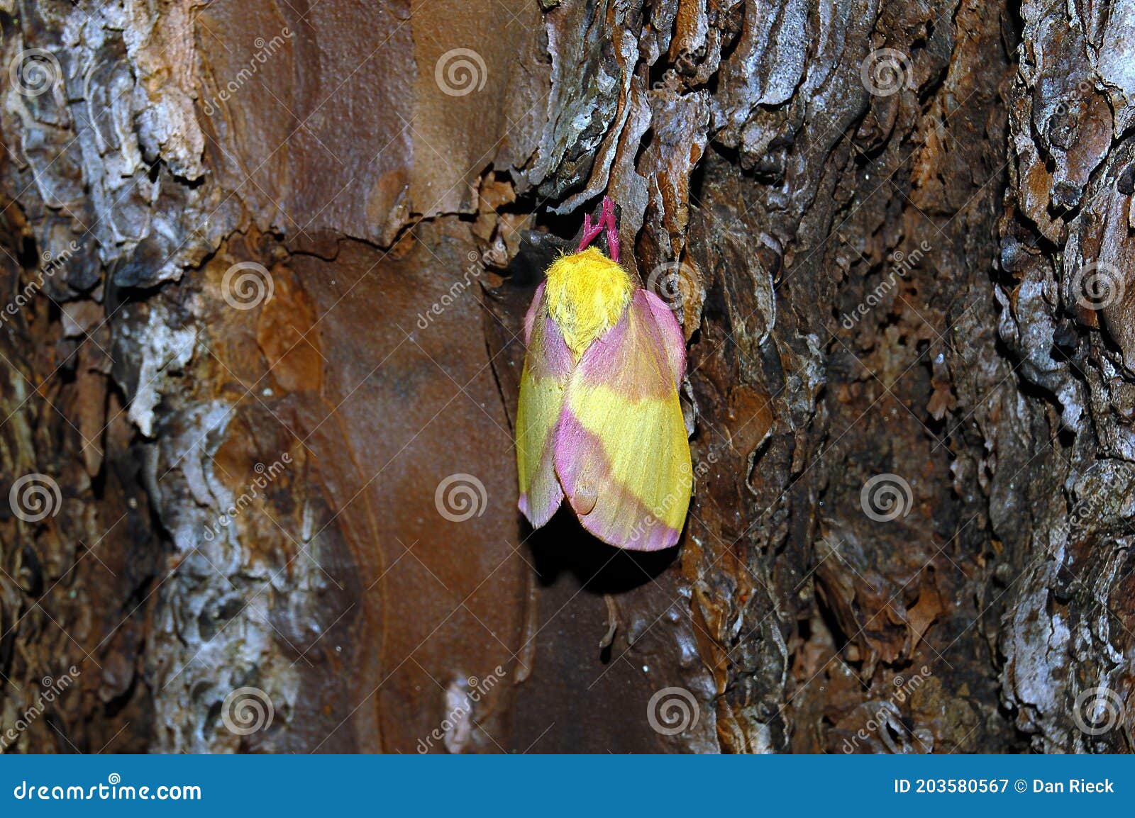 Rosy Maple Moth on Pine Tree Bark Stock Image - Image of invertebrate ...