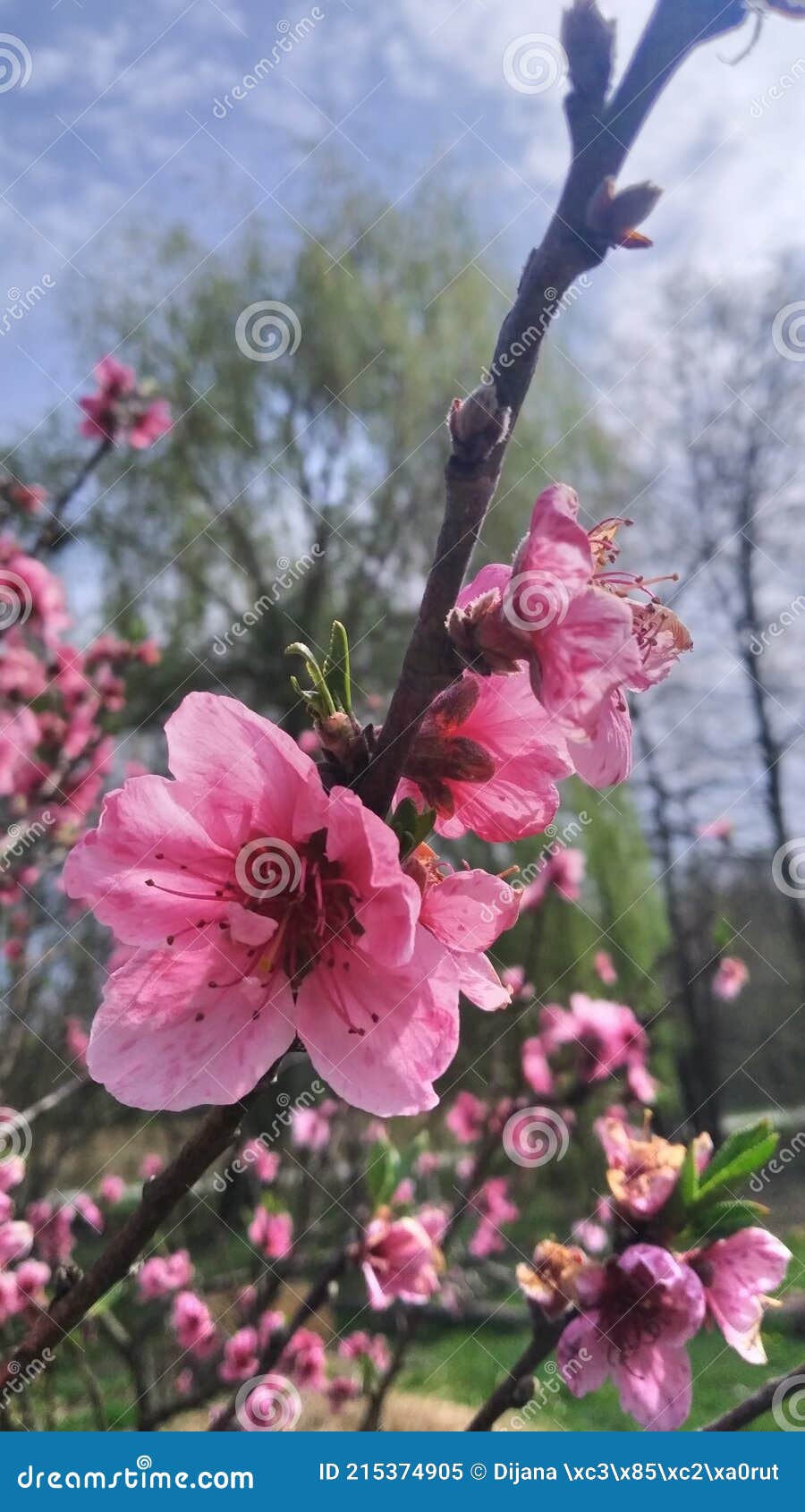 Rosy peach tree blossom stock image. Image of pink, tree - 215374905