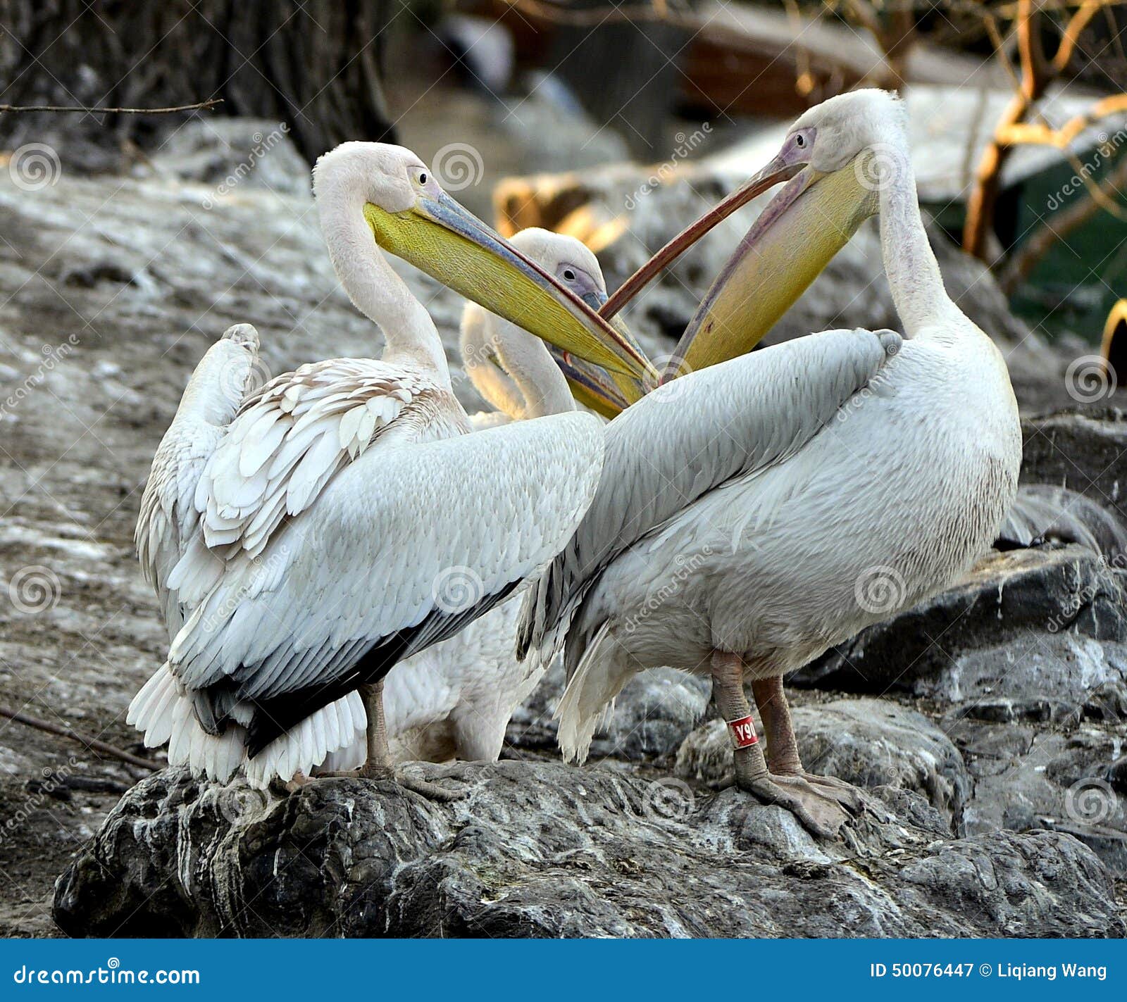 Rosy pelican stock image. Image of birds, rosy, pelican - 50076447