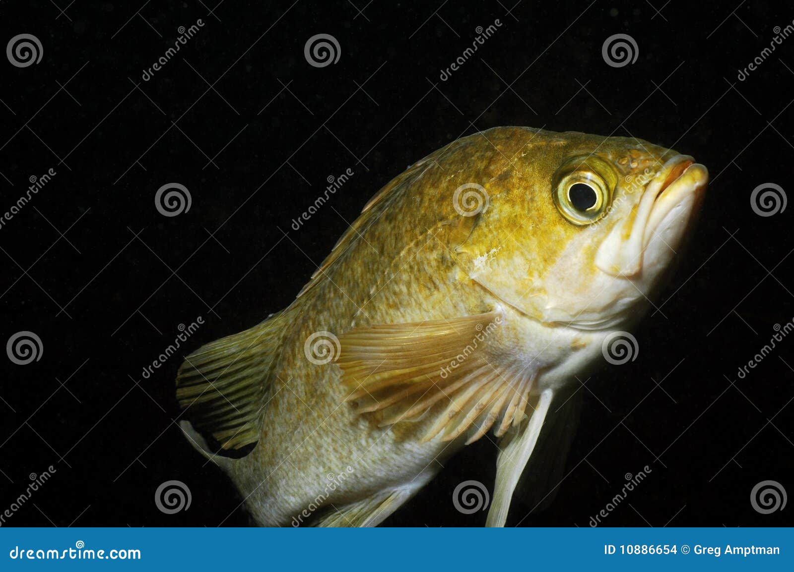 Rosy Rock Fish stock photo. Image of fish, nature, animal - 10886654