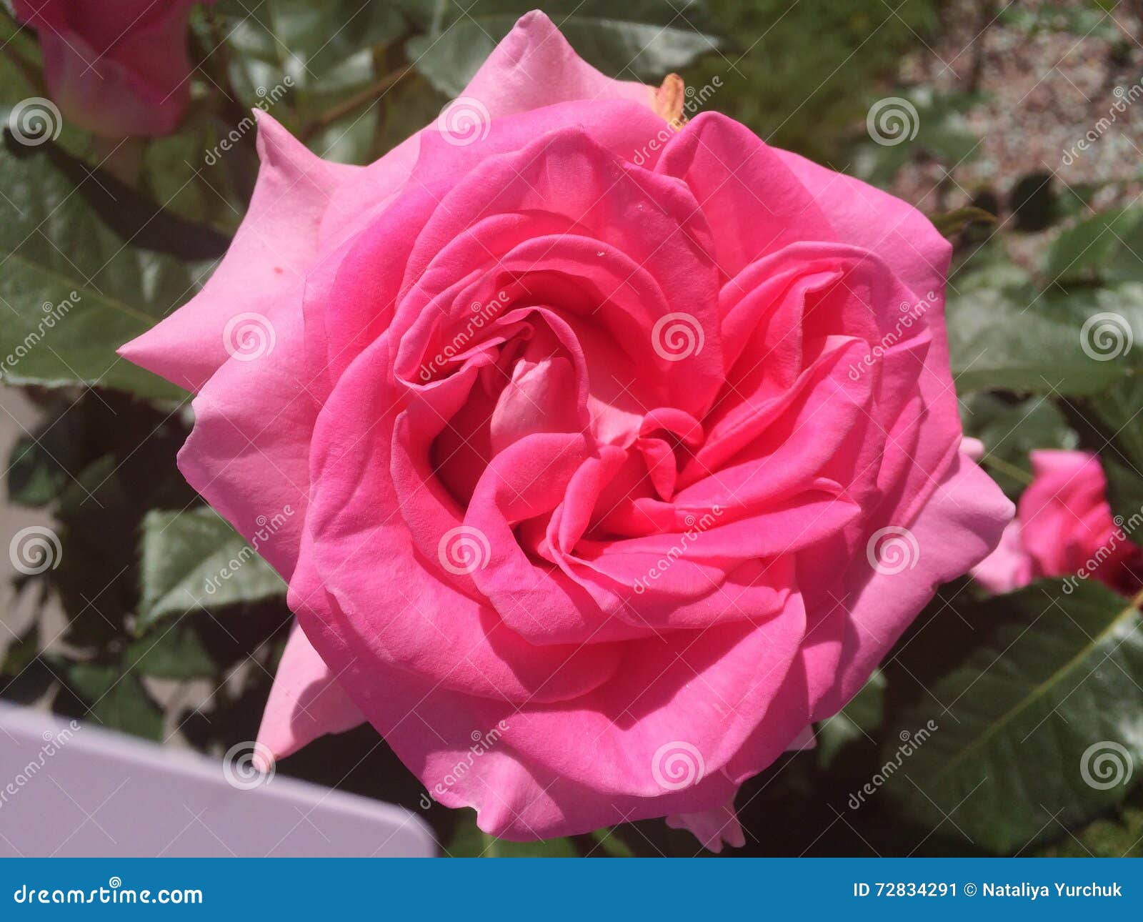 Rosy rose stock image. Image of rose, floral, white, love - 72834291