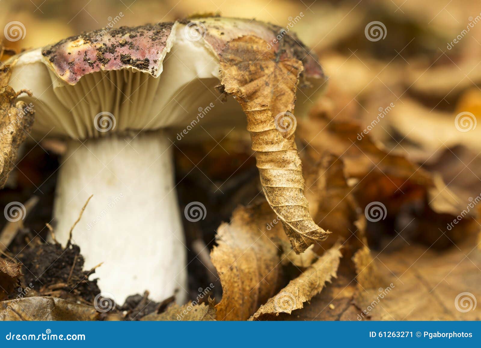 Rosy Russula (Russula Rosea) Stock Image - Image of fragrant, mushroom ...