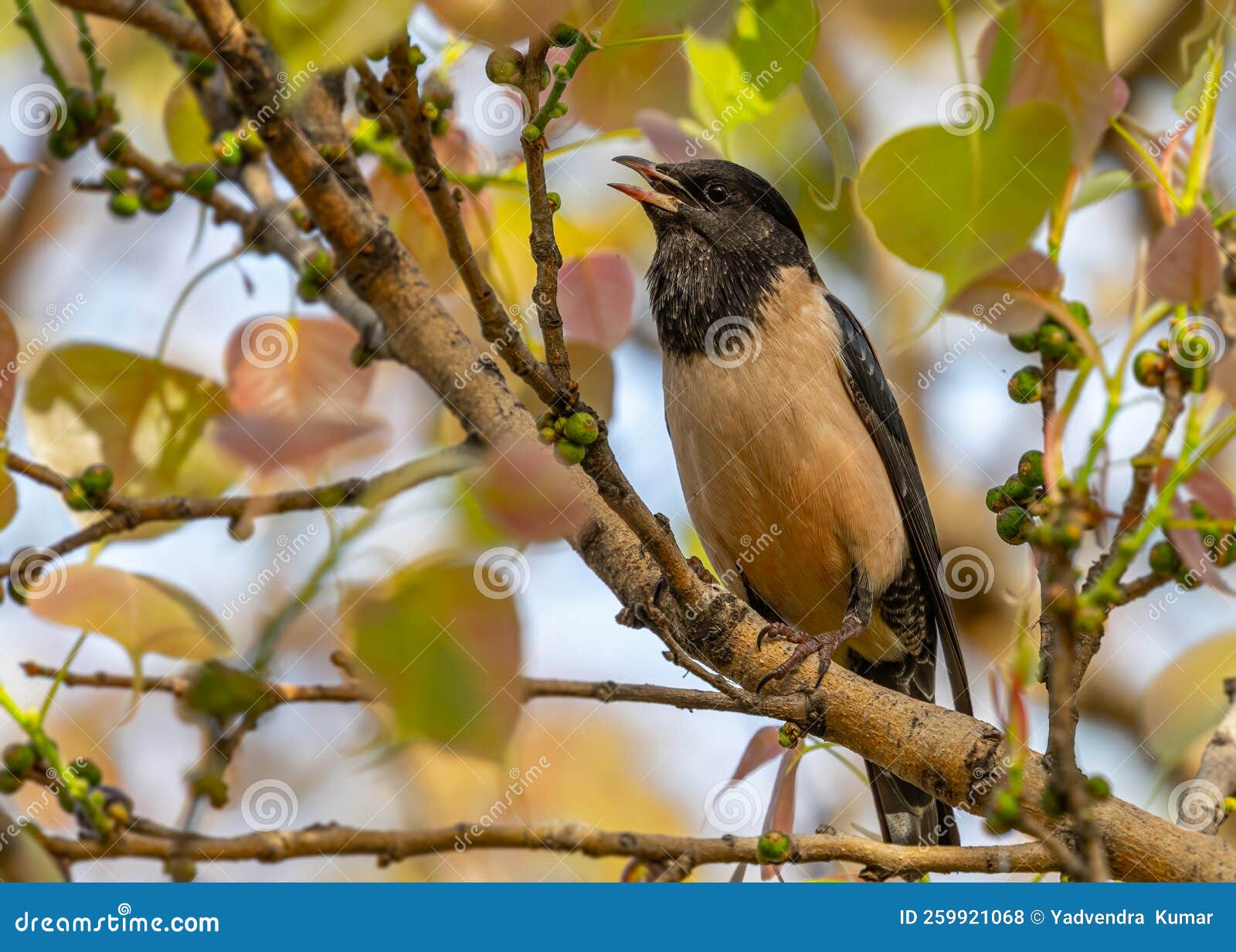 A Rosy starling singing stock photo. Image of kingdom - 259921068
