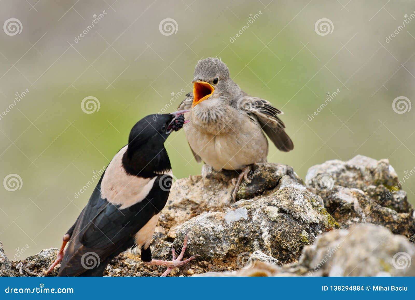 Rosy Starling Sturnus-roseus Stockfoto - Bild von rosig, wasser: 138294884