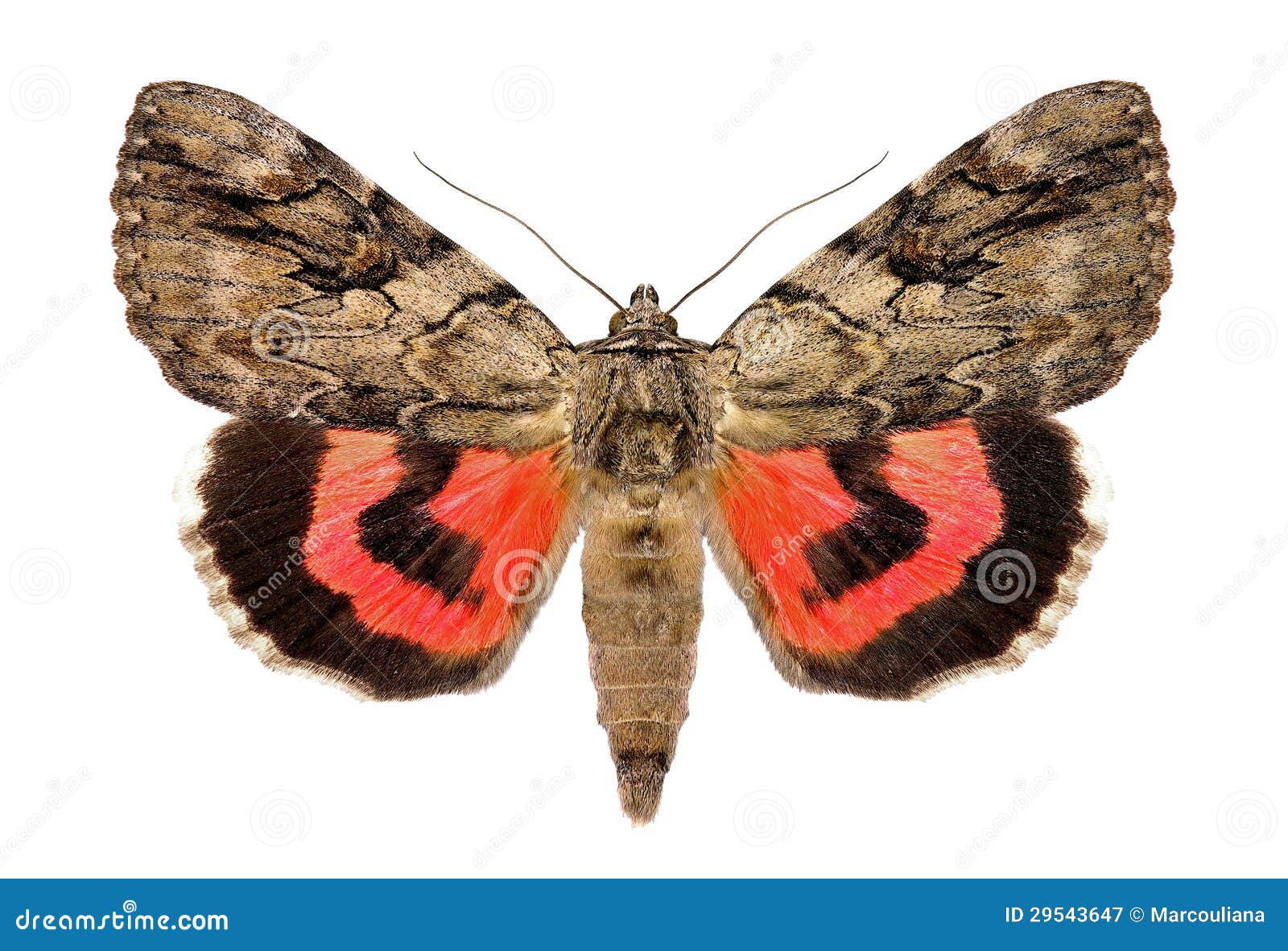 Rosy Underwing Moth, Catocala Electa Stock Image - Image of striped ...
