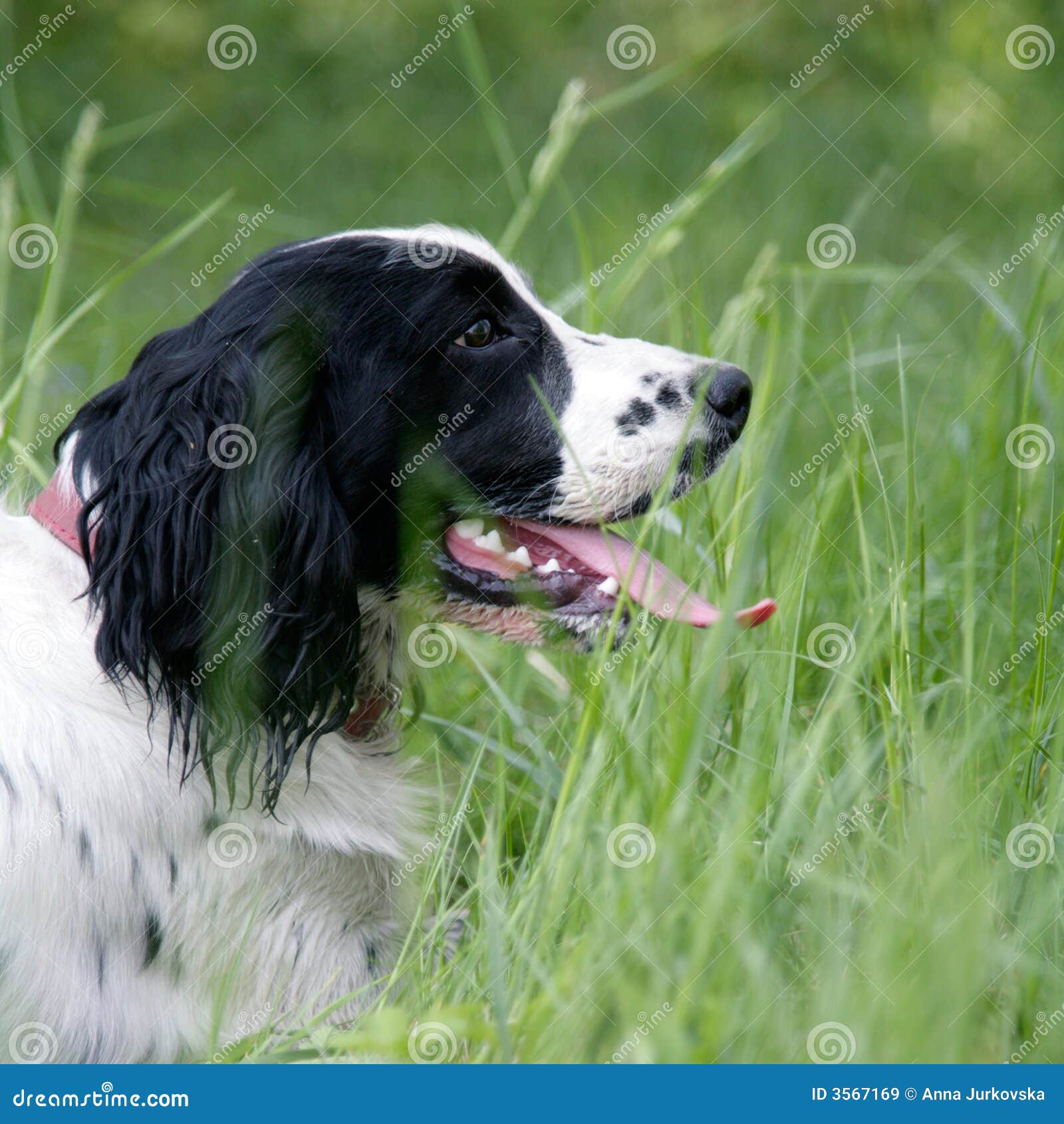 Rosyjski portret spaniel obraz stock. Obraz złożonej z greenbacks - 3567169