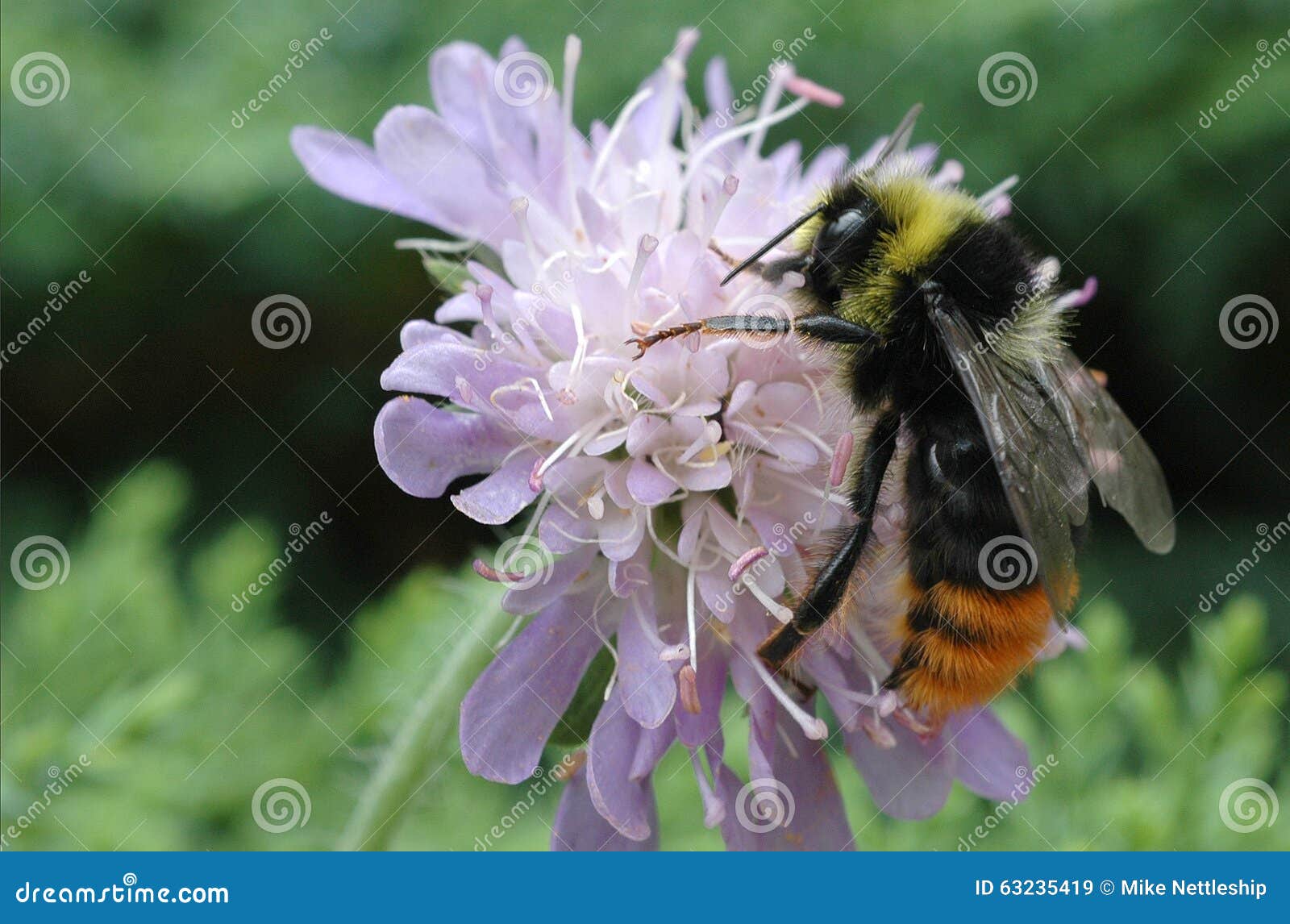 Rot Angebundene Hummel (Bombus Lapidarius) Stockbild - Bild von blume ...