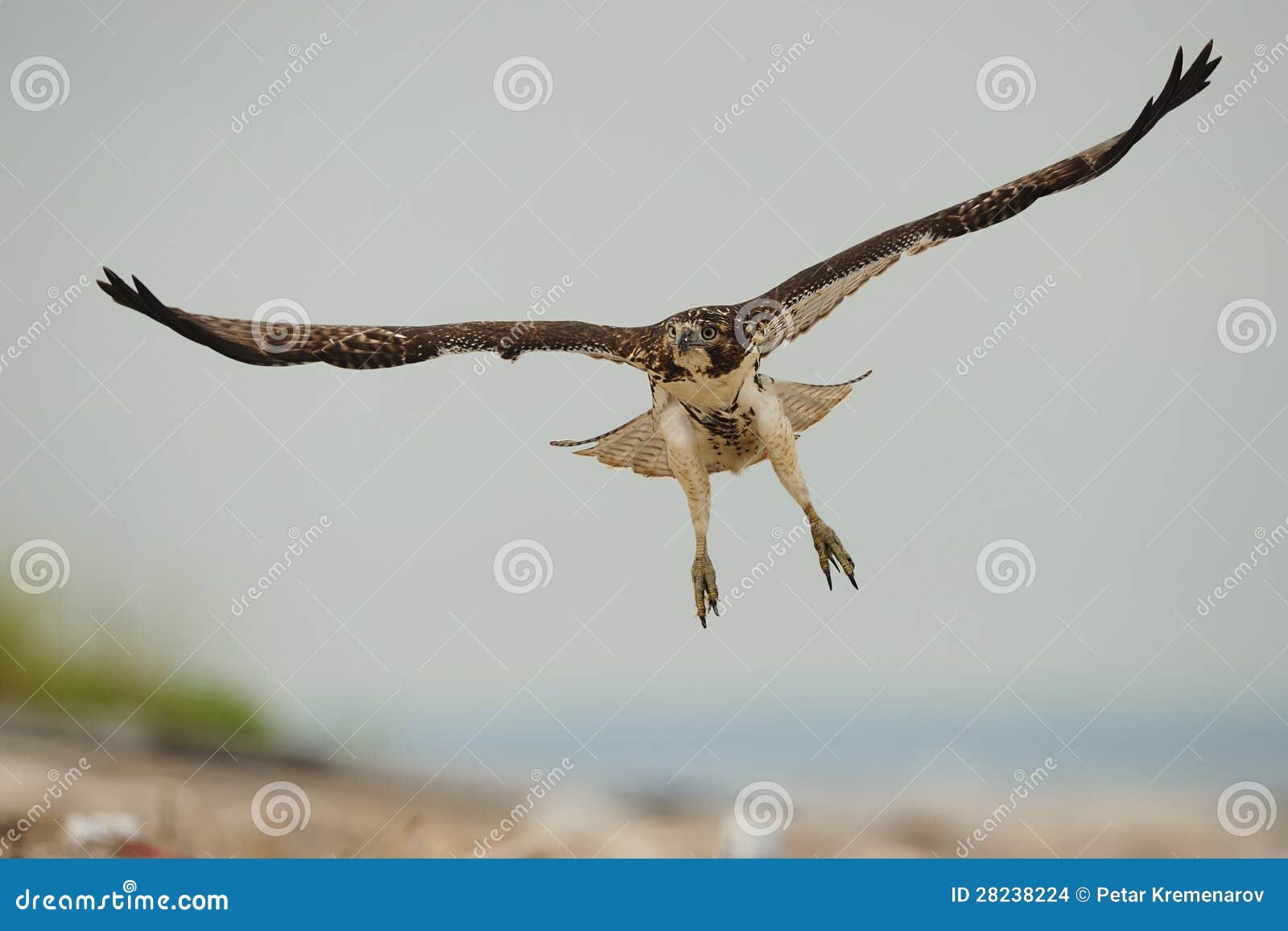 Rot Angebundener Falke Im Flug Stockfoto - Bild von adler, falknerei ...
