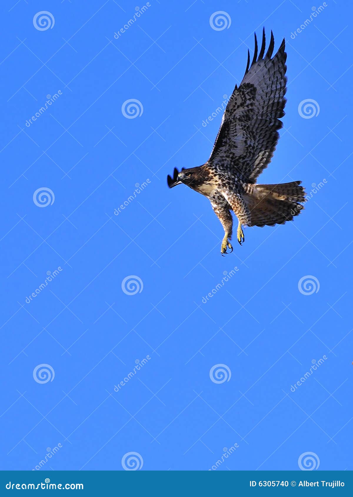 Rot-angebundener Falke Im Flug Stockfoto - Bild von flug, falke: 6305740