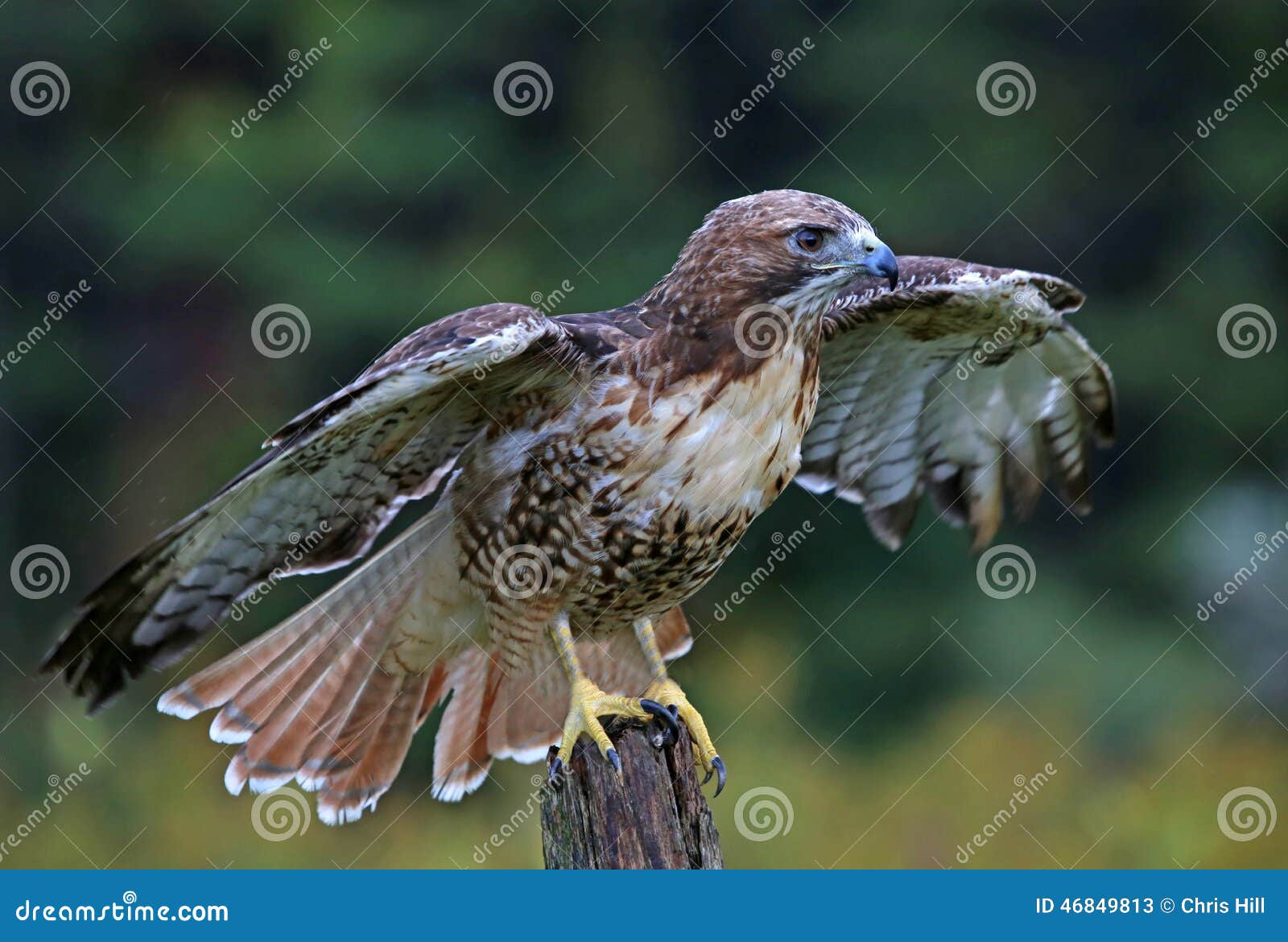 Rot-angebundener Hawk Wings Spread Stockbild - Bild von pfosten, falken ...