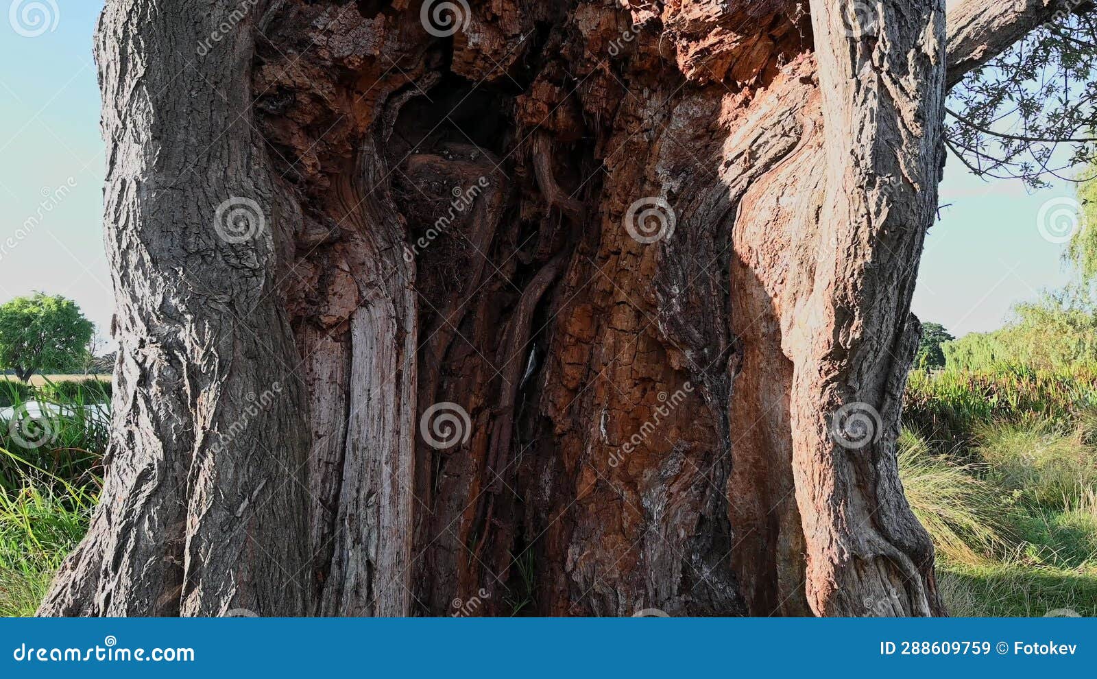 Rot and Decay Inside Old Large Willow Tree Stock Video - Video of ...
