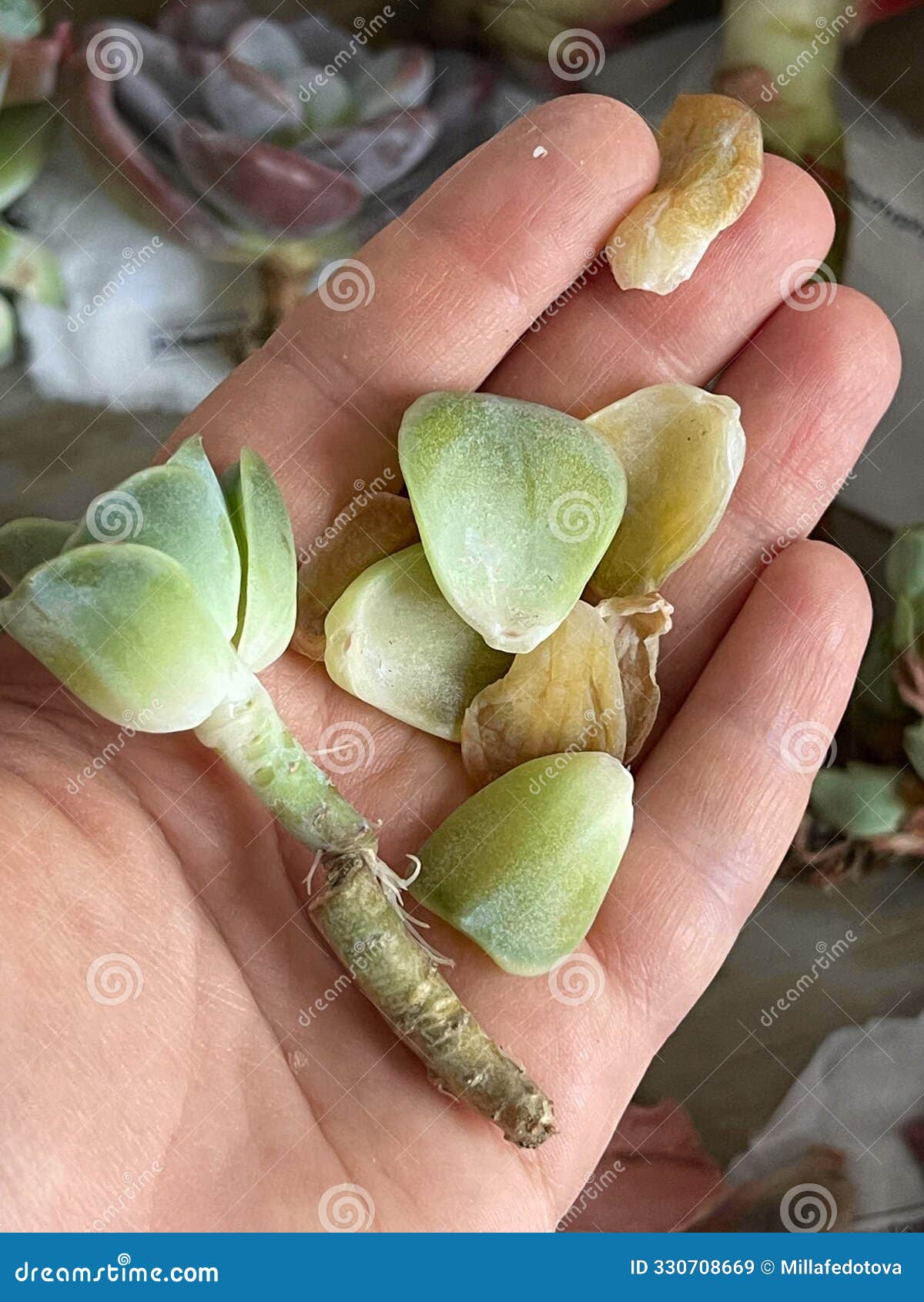 Rot Flower Echeveria Plant, Order Flower in Parcel Stock Image - Image ...