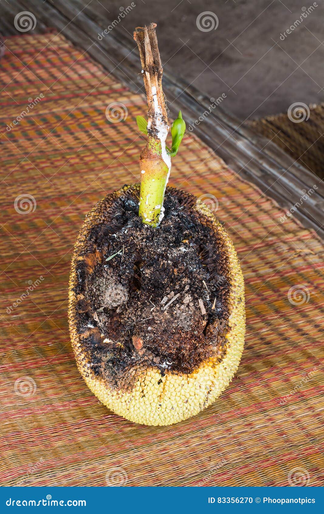 Rot jackfruit stock photo. Image of agriculture, orchard - 83356270