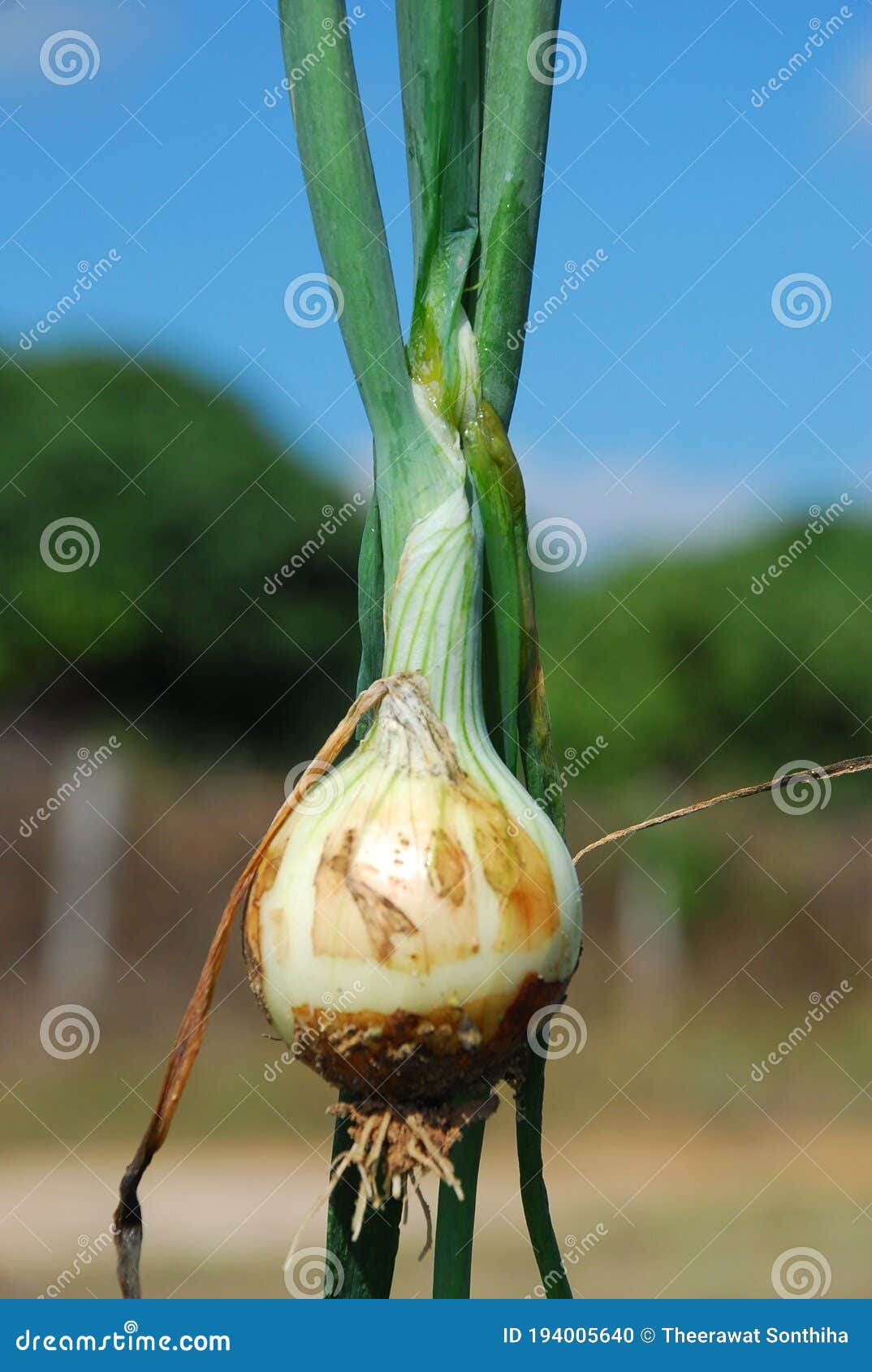 Rot in the onion. stock photo. Image of isolated, close - 194005640