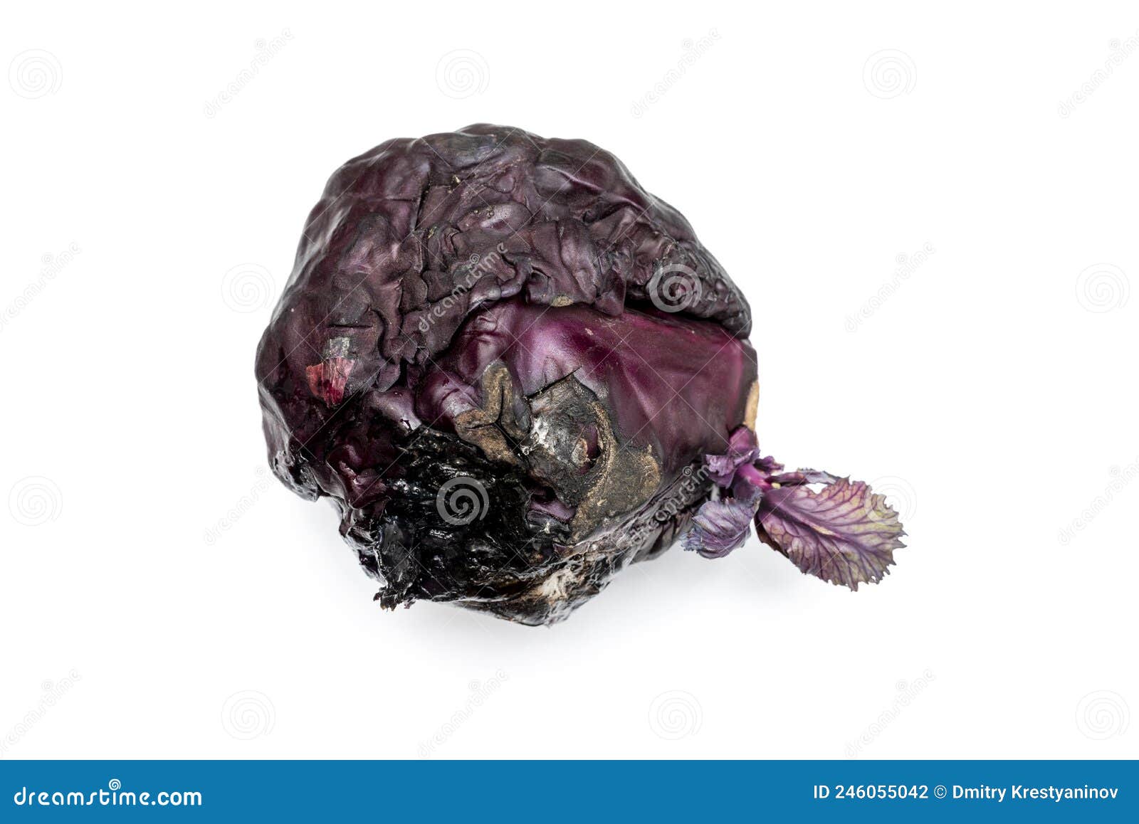 Rot red cabbage stock photo. Image of organic, copy - 246055042