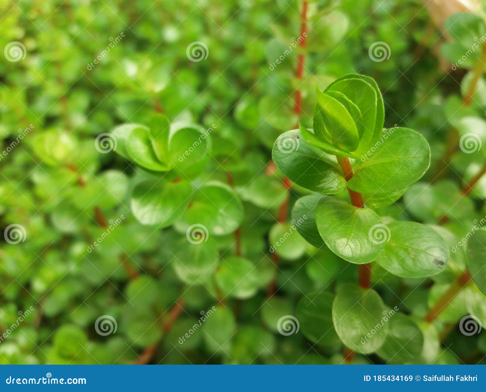 Rotala plant stock image. Image of green, aquascape - 185434169