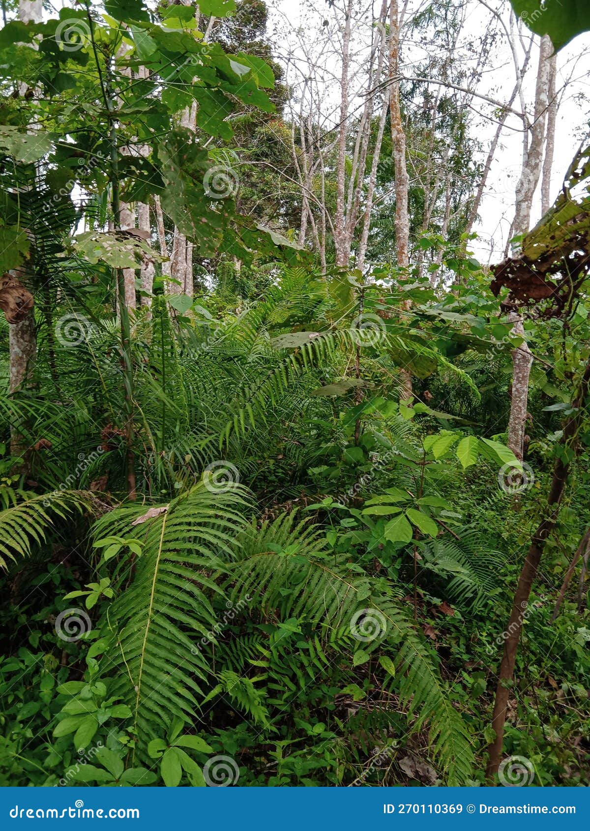Rotan tree in forest stock image. Image of rotan, deciduous - 270110369