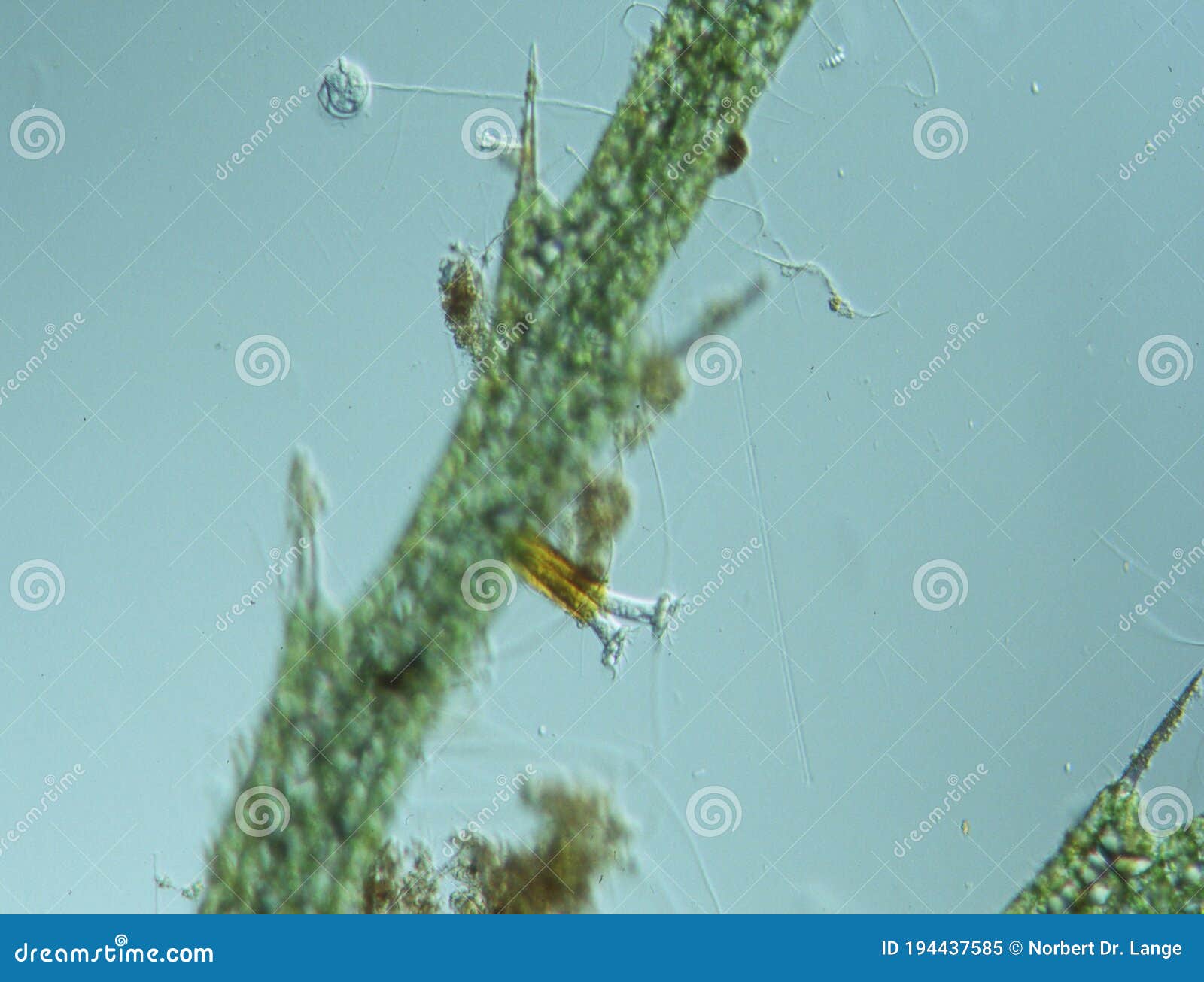 Rotary Animals Under the Microscope Stock Image - Image of microscope ...