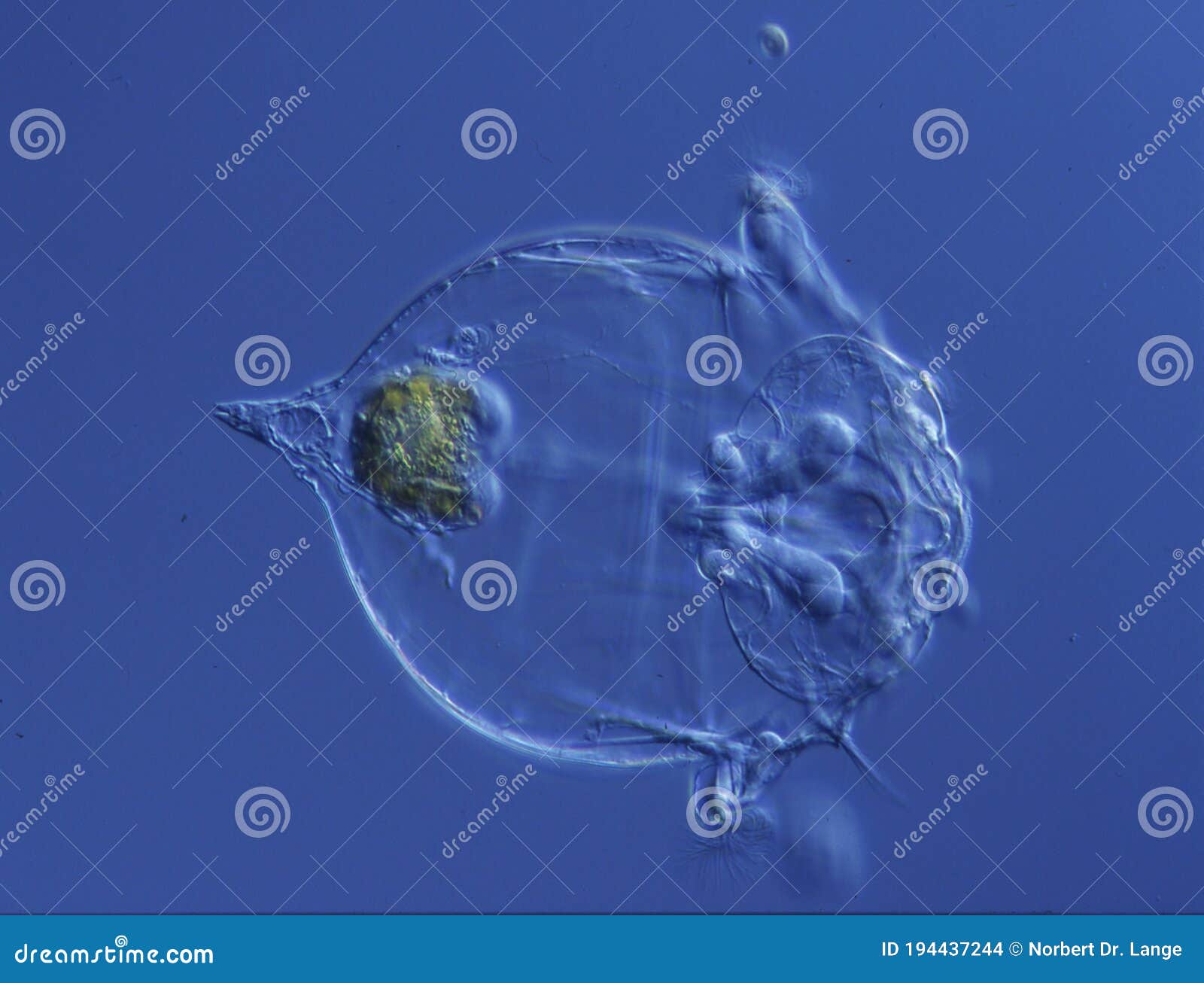 Rotary Animals Under The Microscope Royalty-Free Stock Image ...