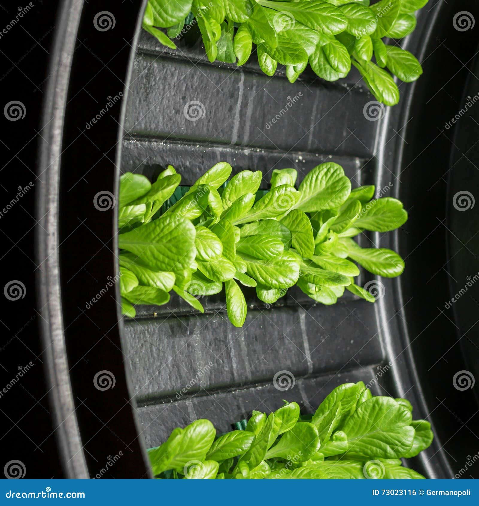 Rotary hydroponic system stock photo. Image of fresh - 73023116
